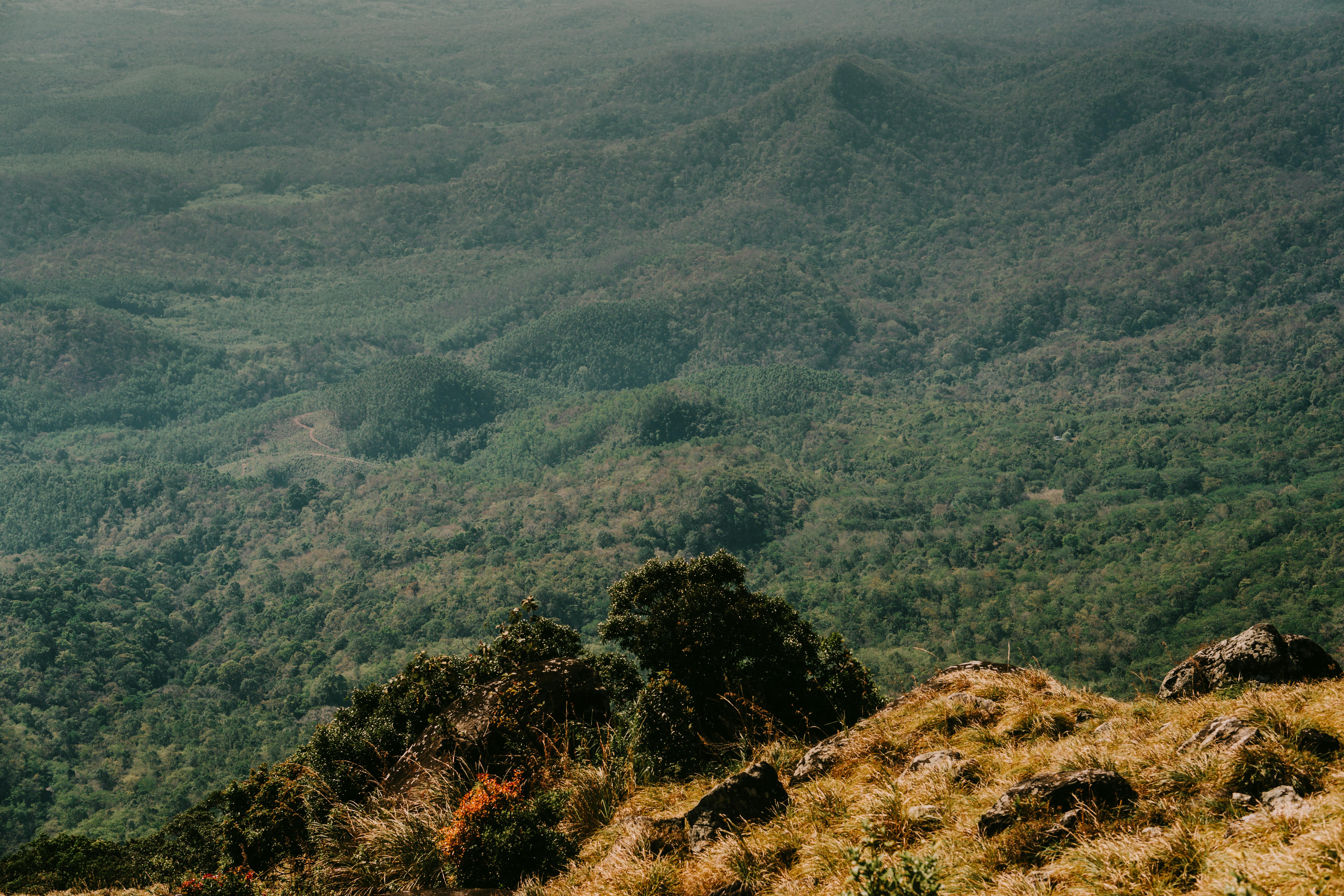 Aerial View of Thick Forest in Mountain Valley · Free Stock Photo