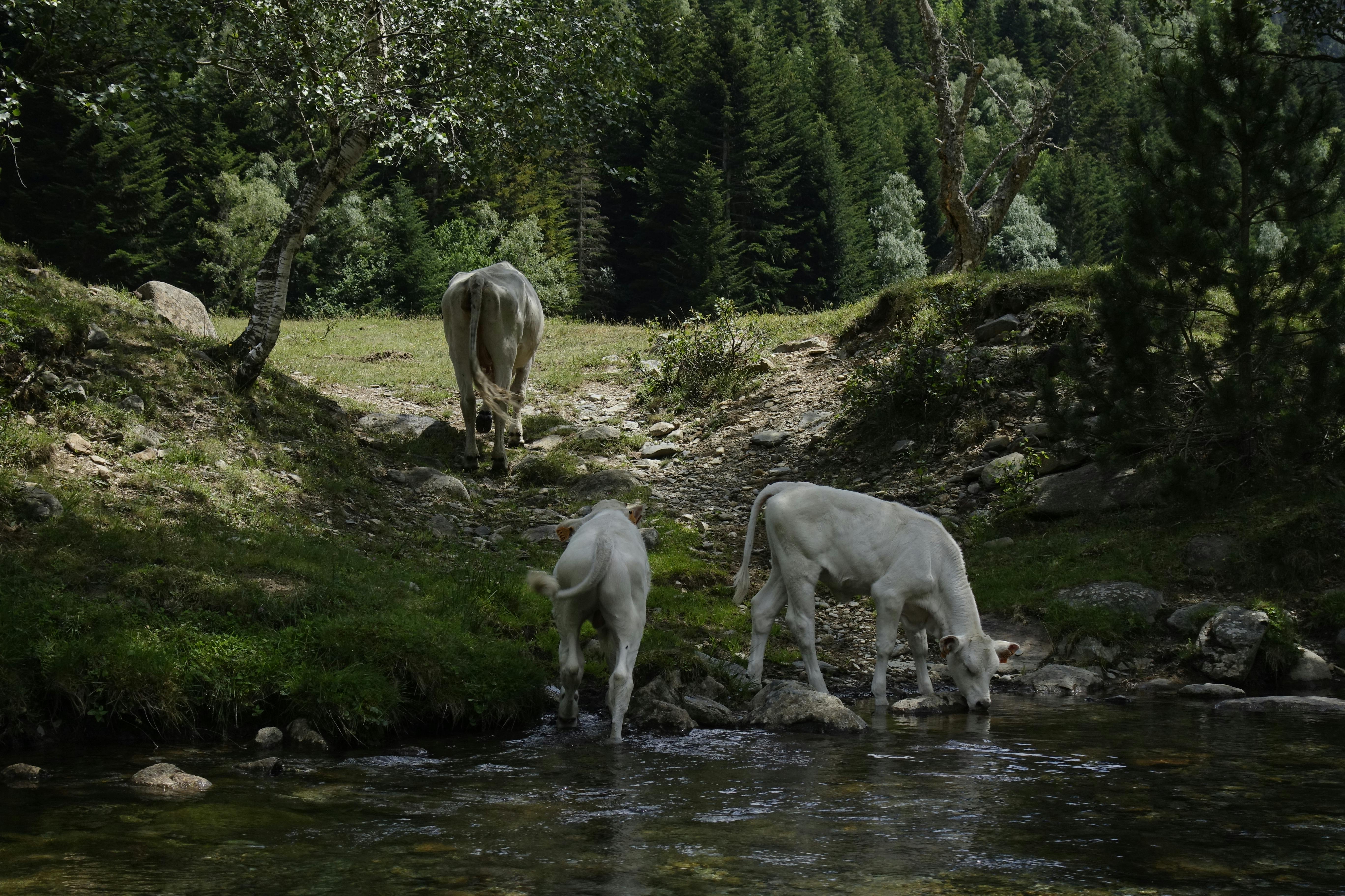 Cows Drinking River Water · Free Stock Photo