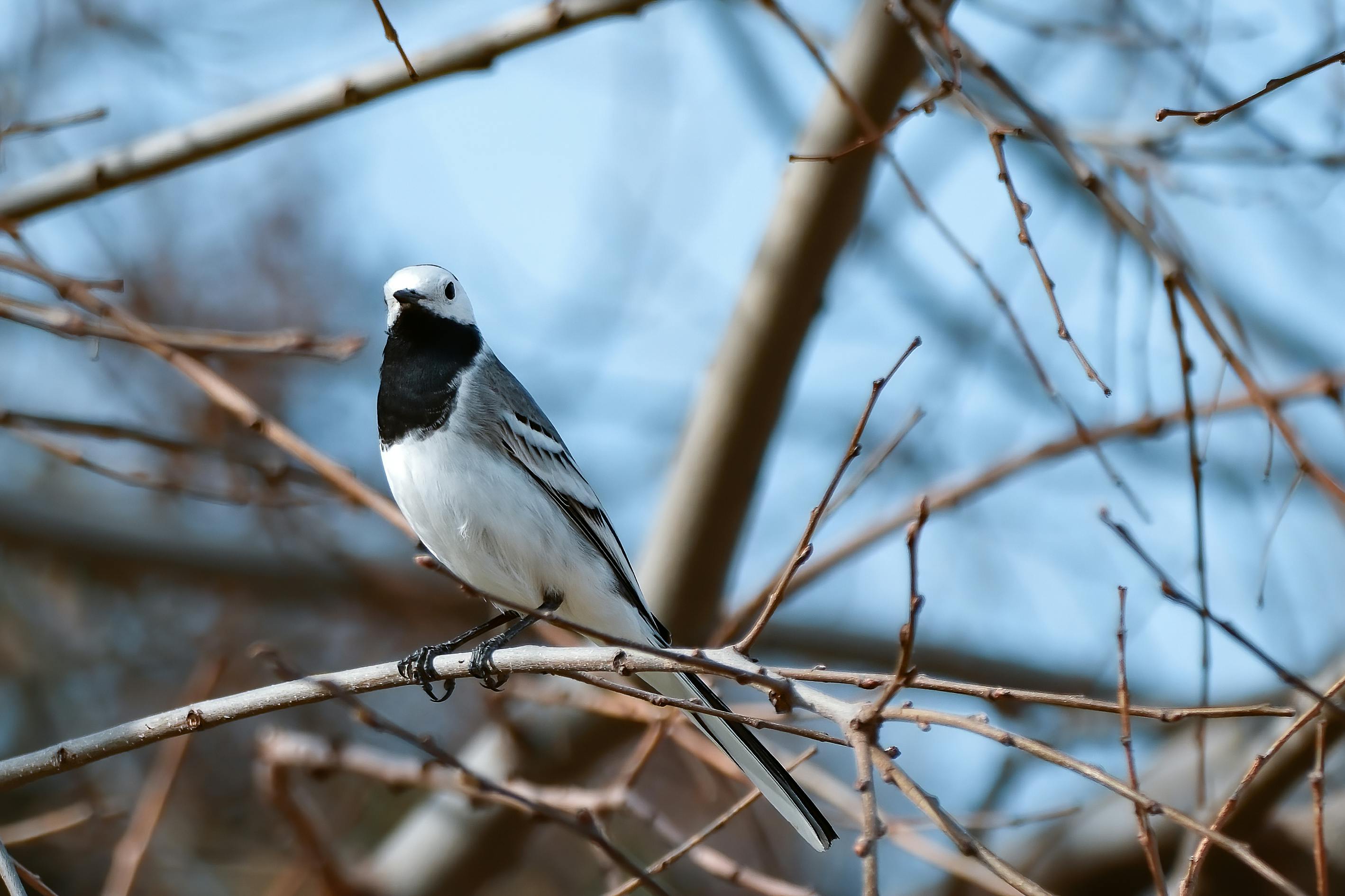 Bird on Branches · Free Stock Photo