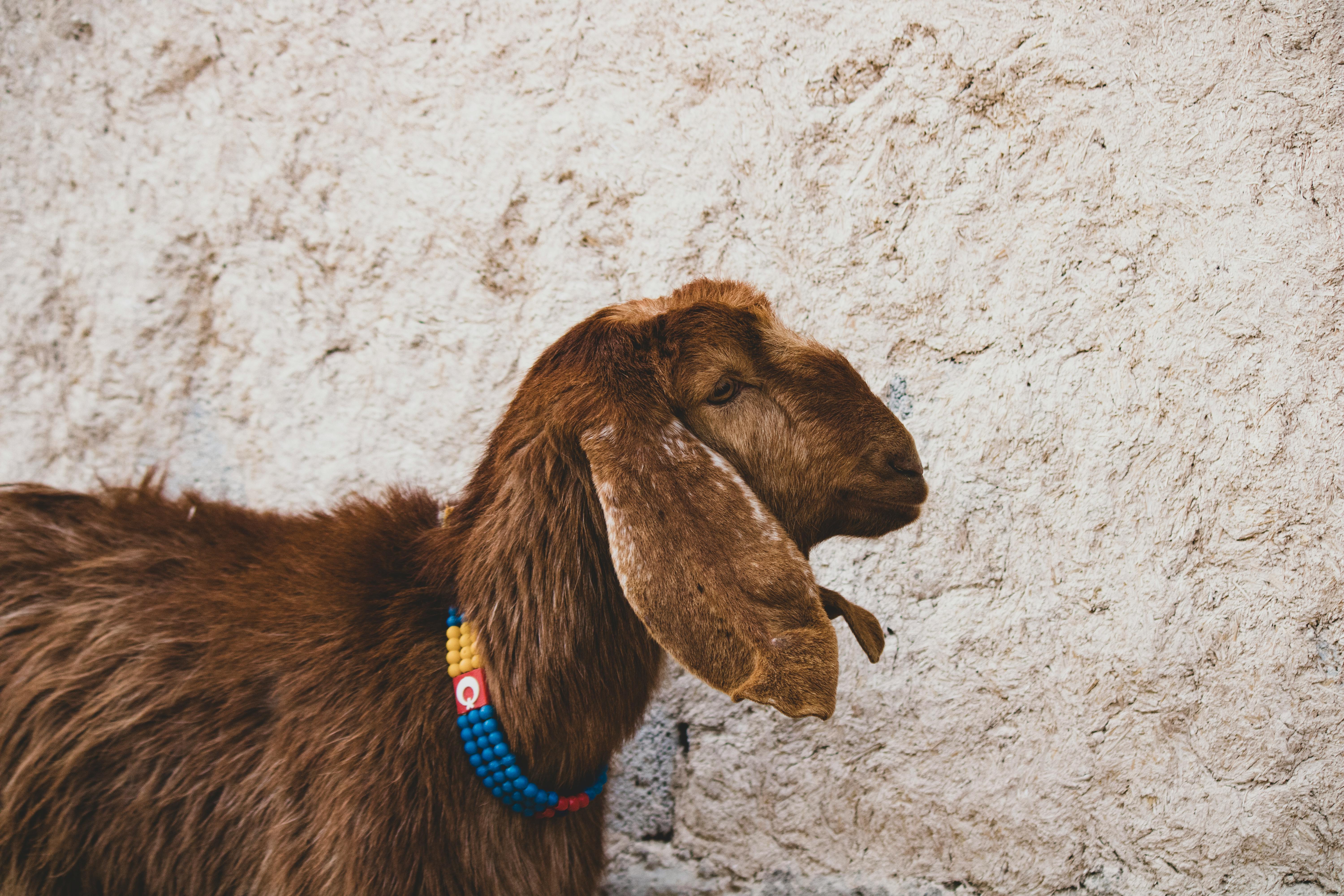Goat near Wall · Free Stock Photo