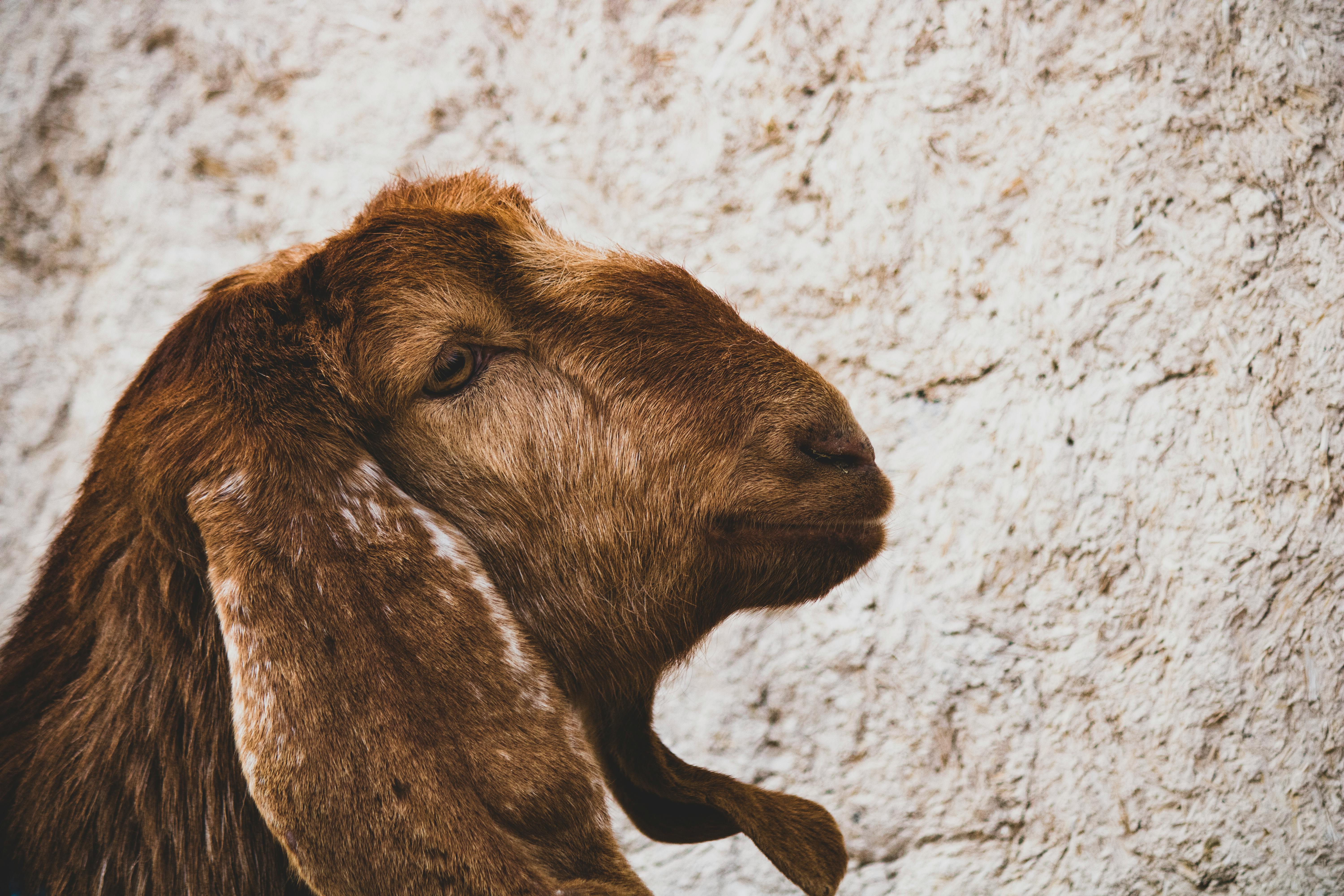 Close up of Goat Head · Free Stock Photo