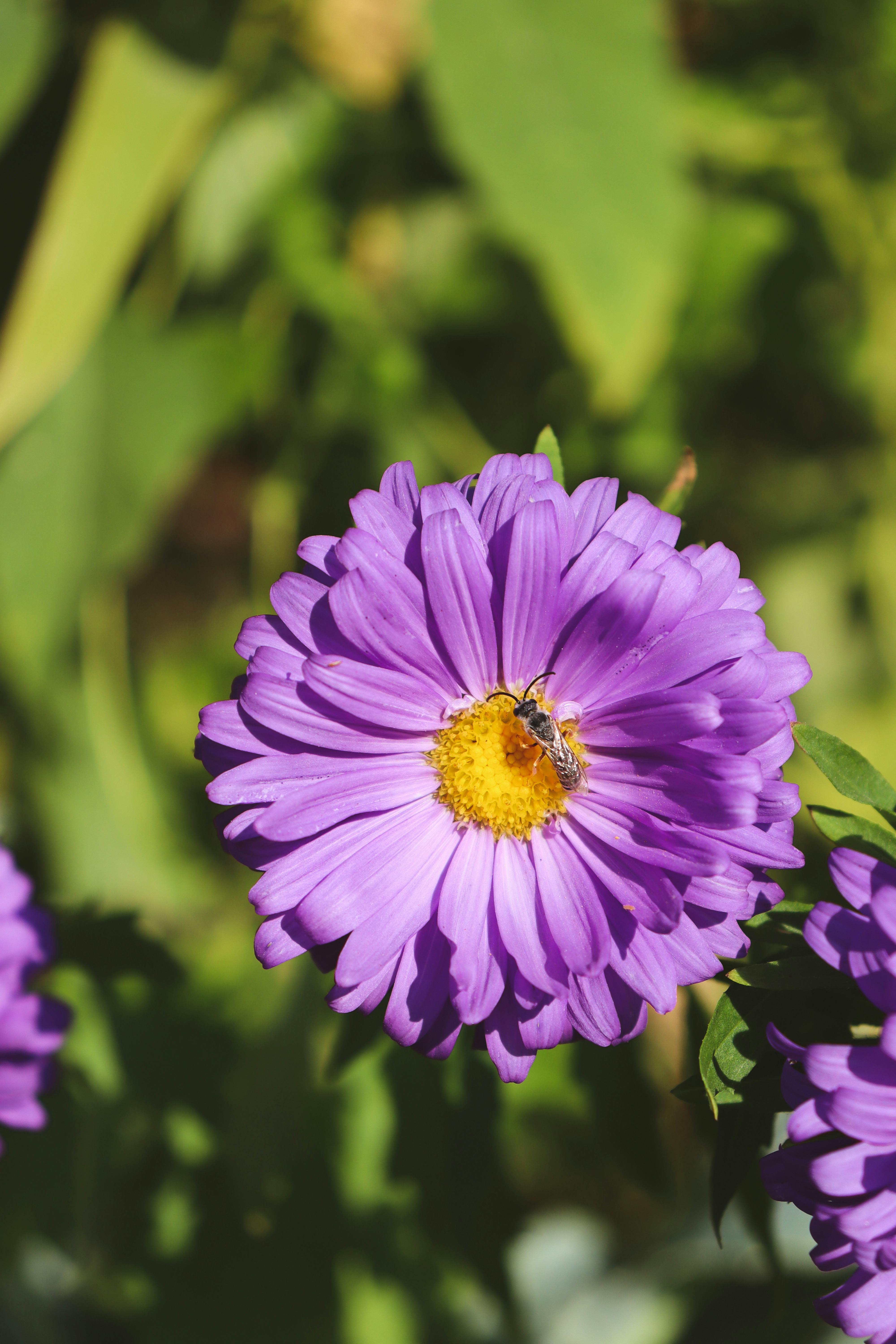 Bee Pollination Photos, Download The BEST Free Bee Pollination Stock ...