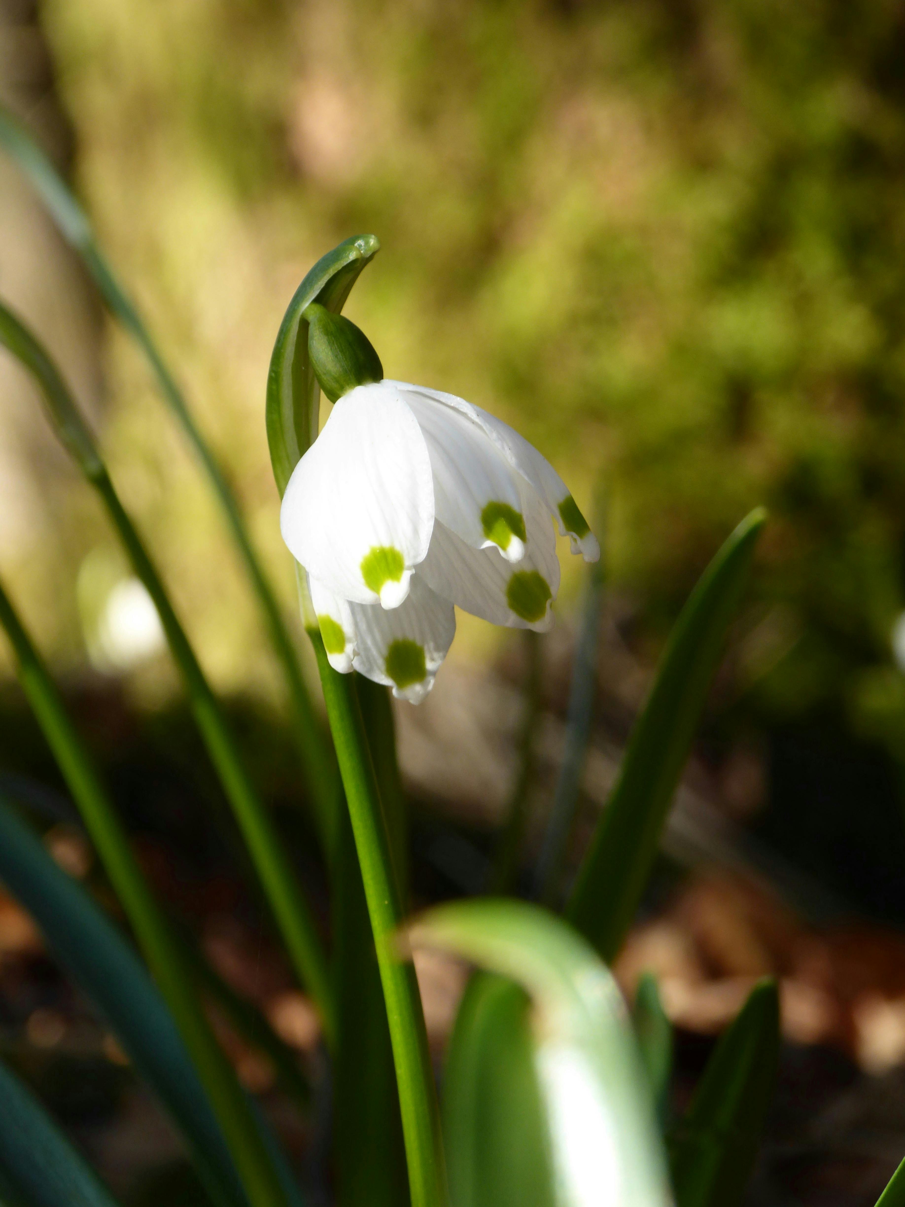 Blooming White Flower · Free Stock Photo