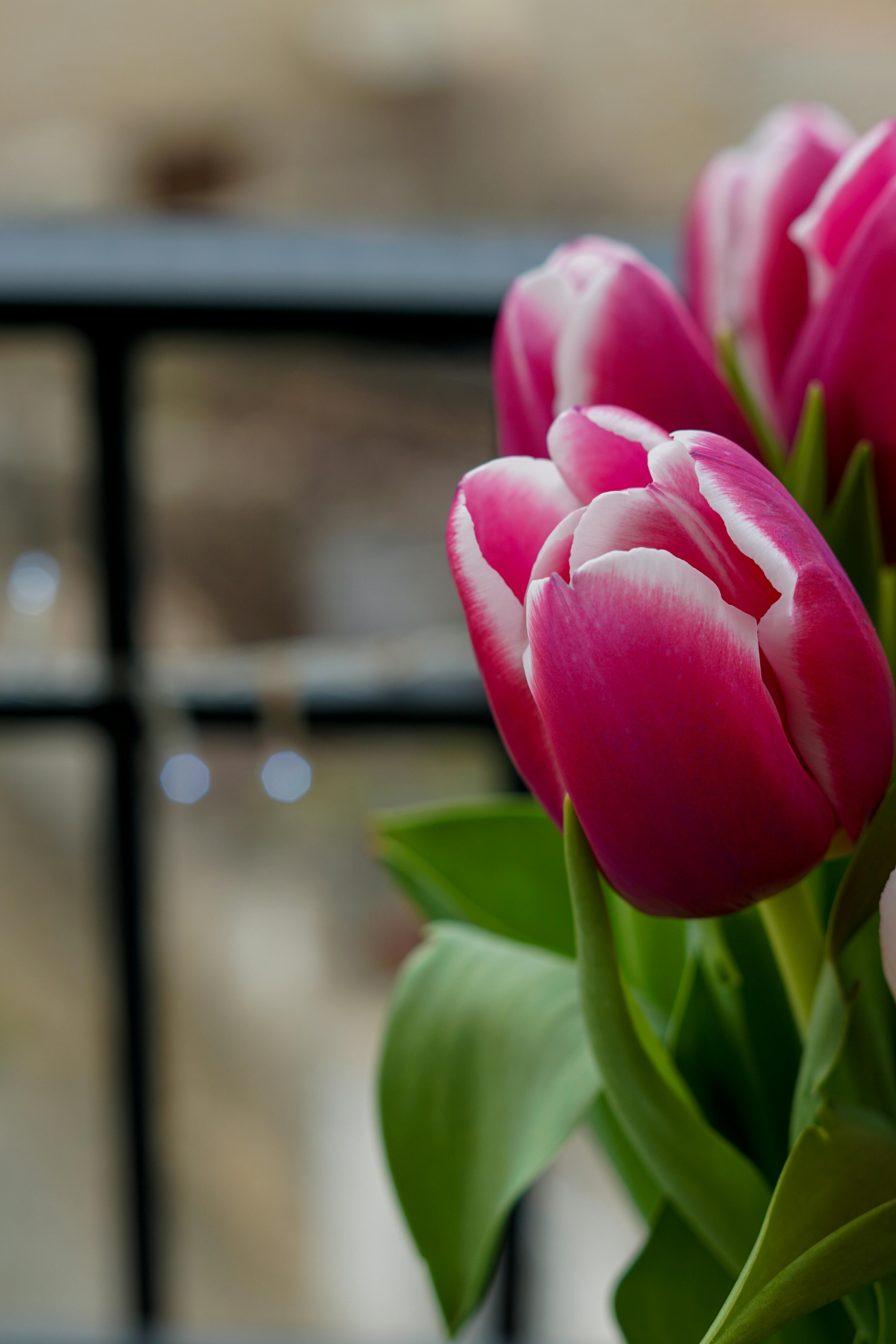 Backgorund Photos, Download The BEST Free Backgorund Stock Photos & HD ...