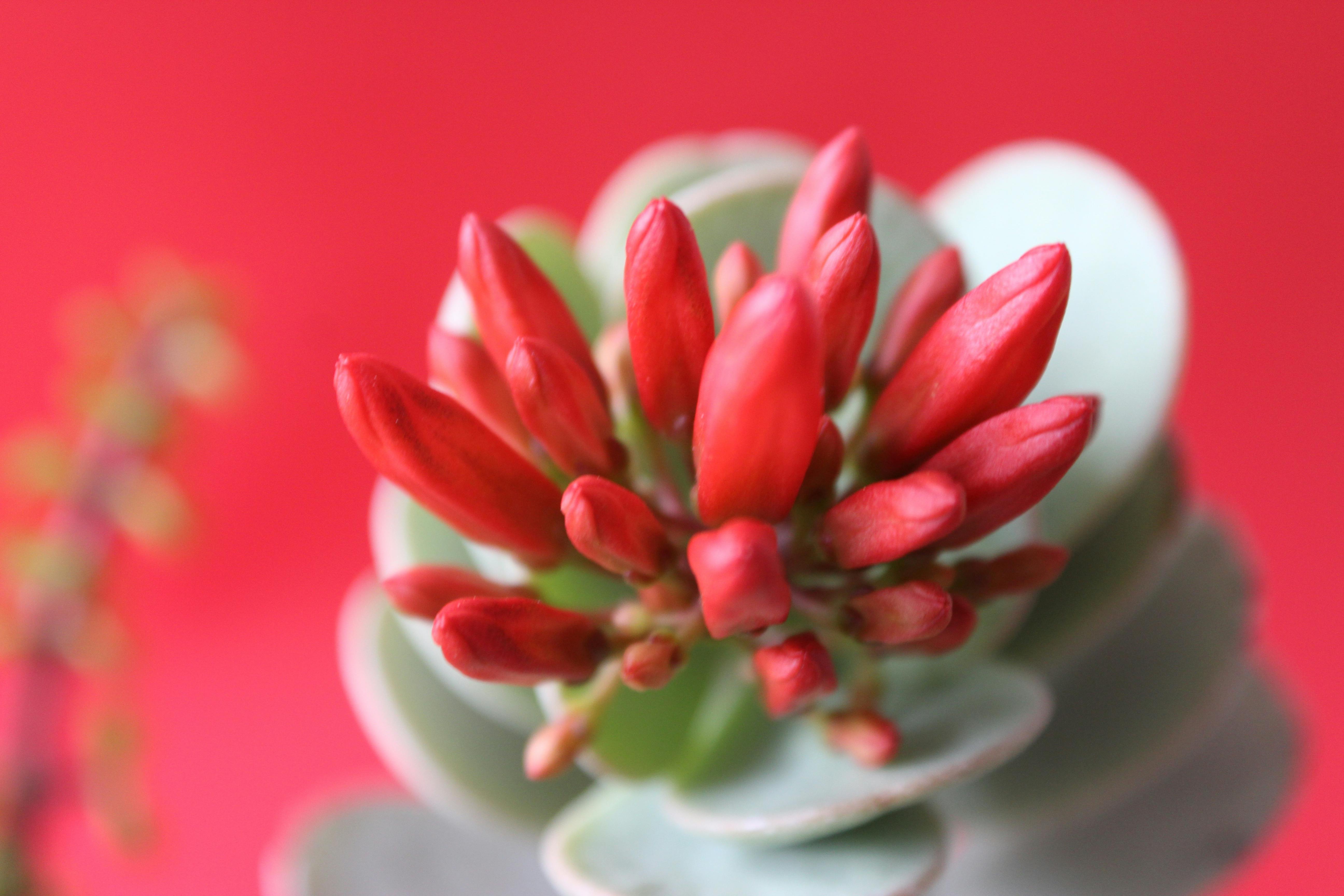 Macros & Still Lifes 19 Photos & Videos Collected by Miguel Lozano