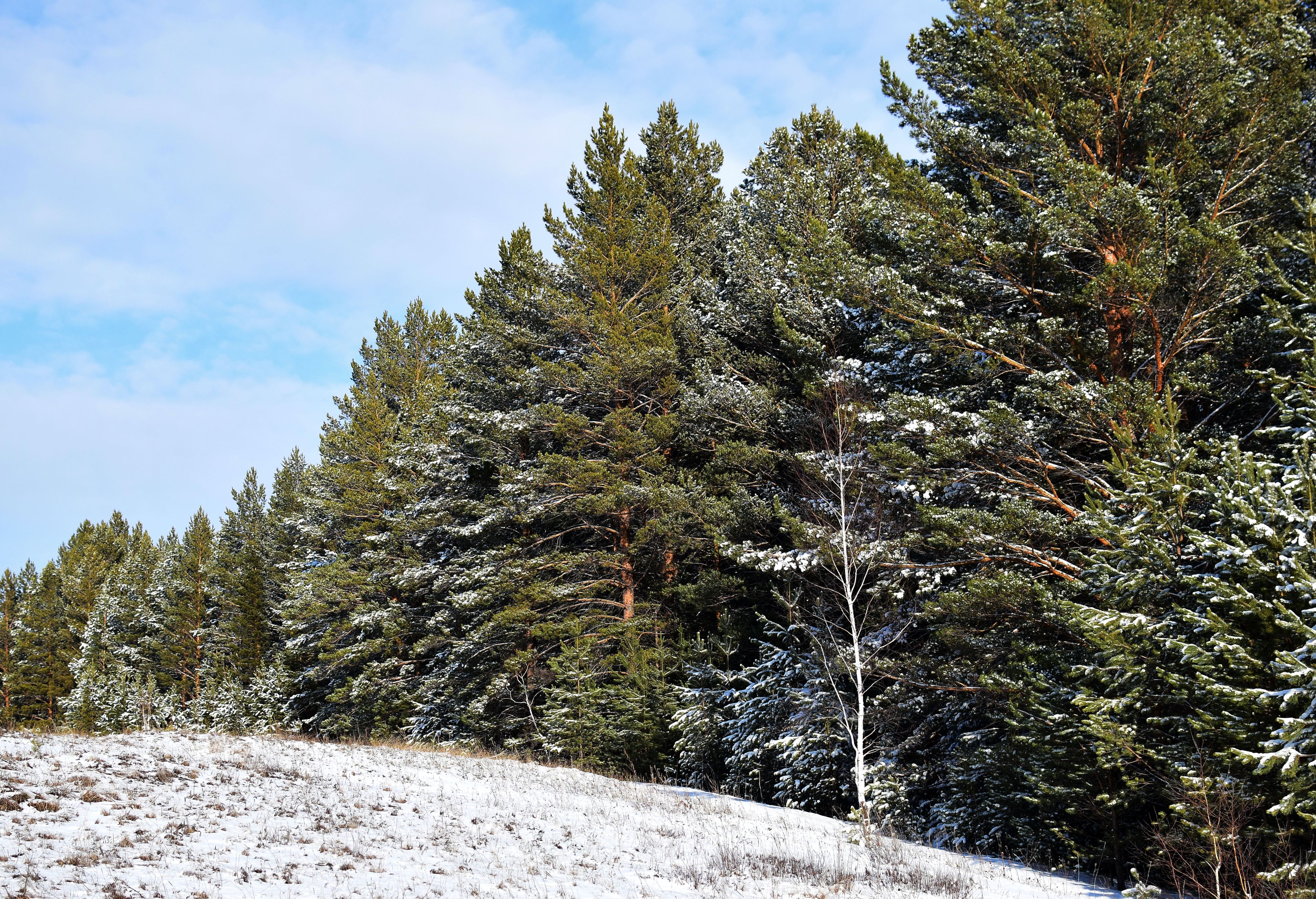Pine Trees in Snow in Winter Countryside · Free Stock Photo