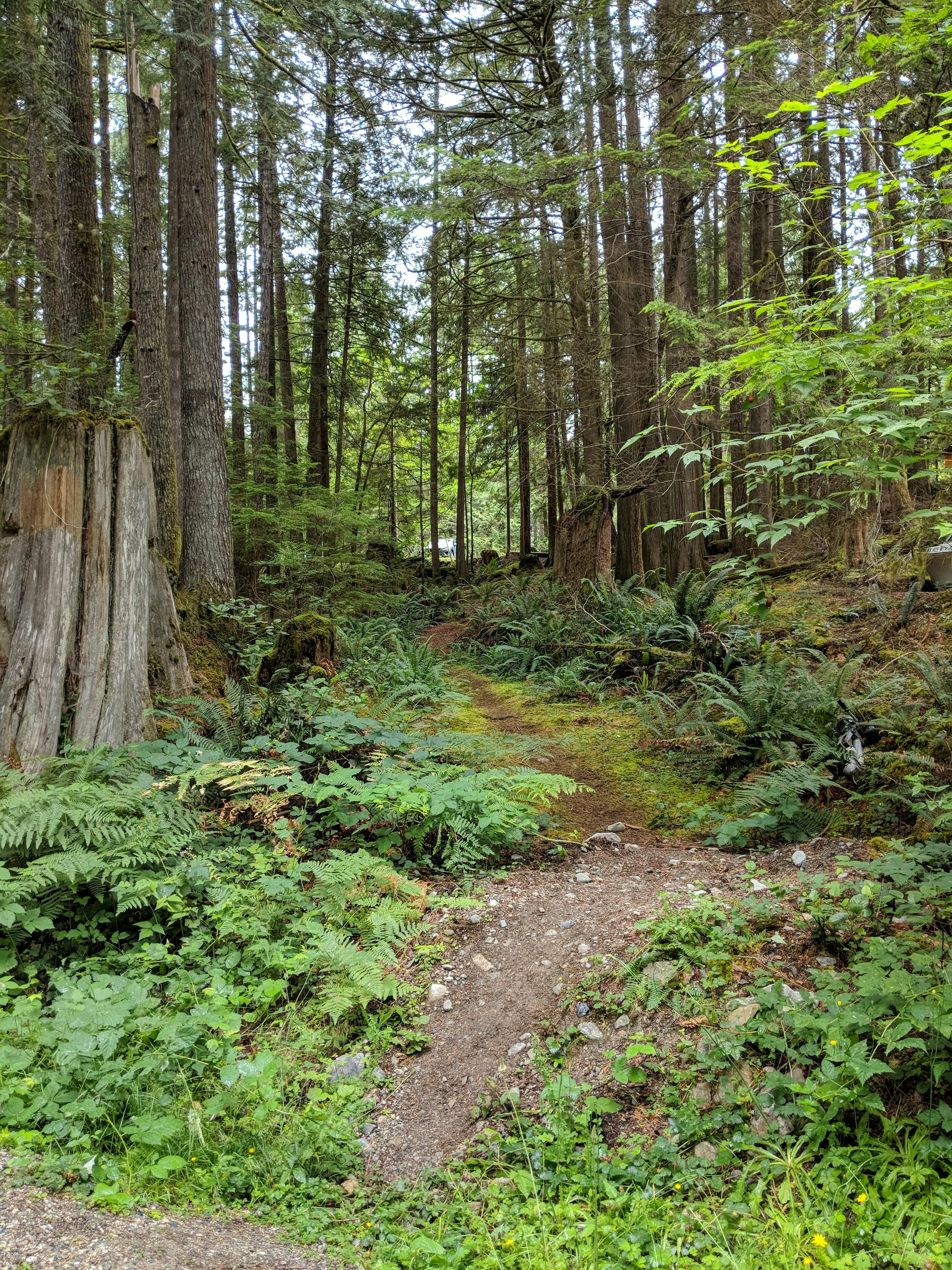 View of a Footpath between Trees in a Forest · Free Stock Photo