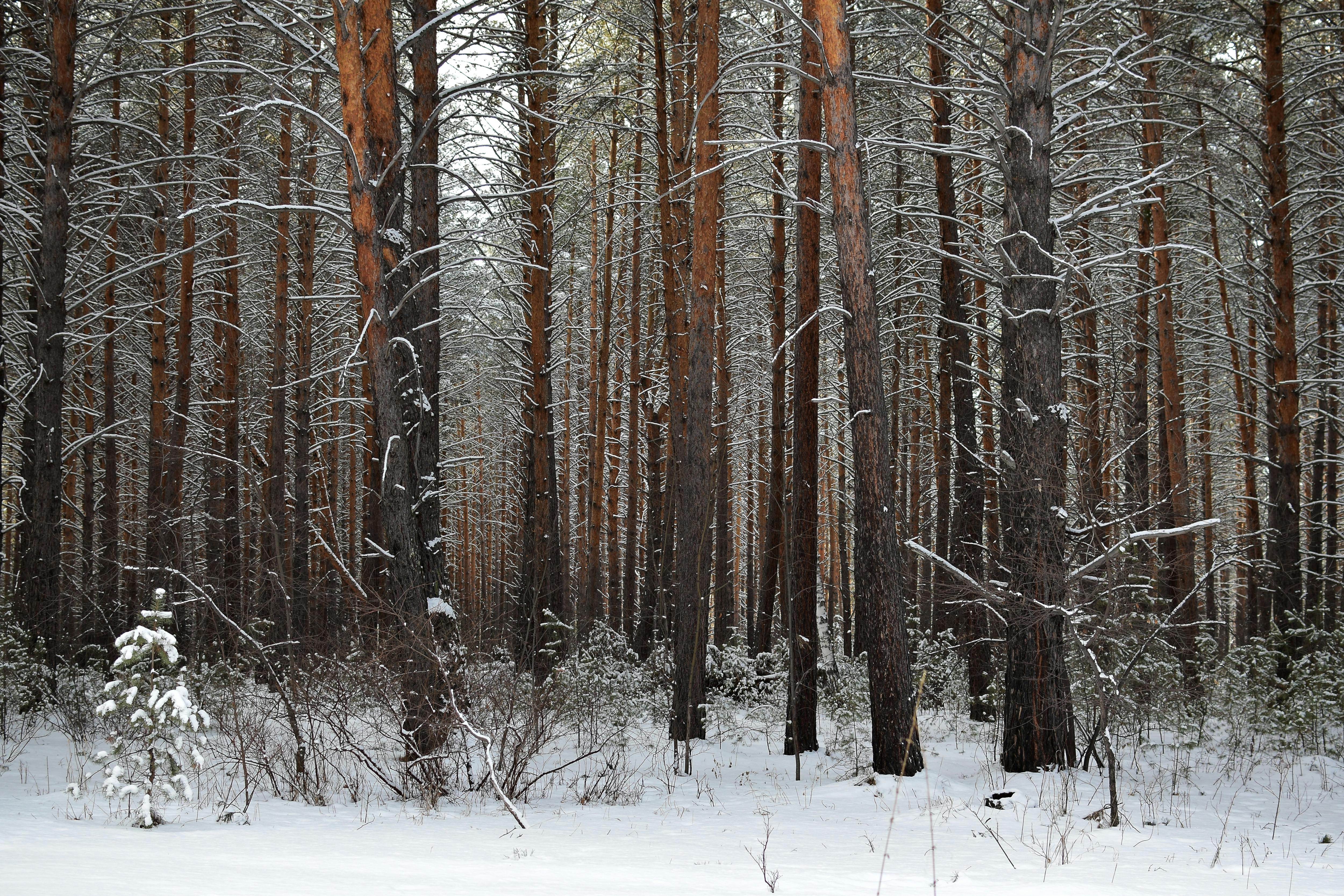 Bare Trees in Snow in Winter Forest · Free Stock Photo