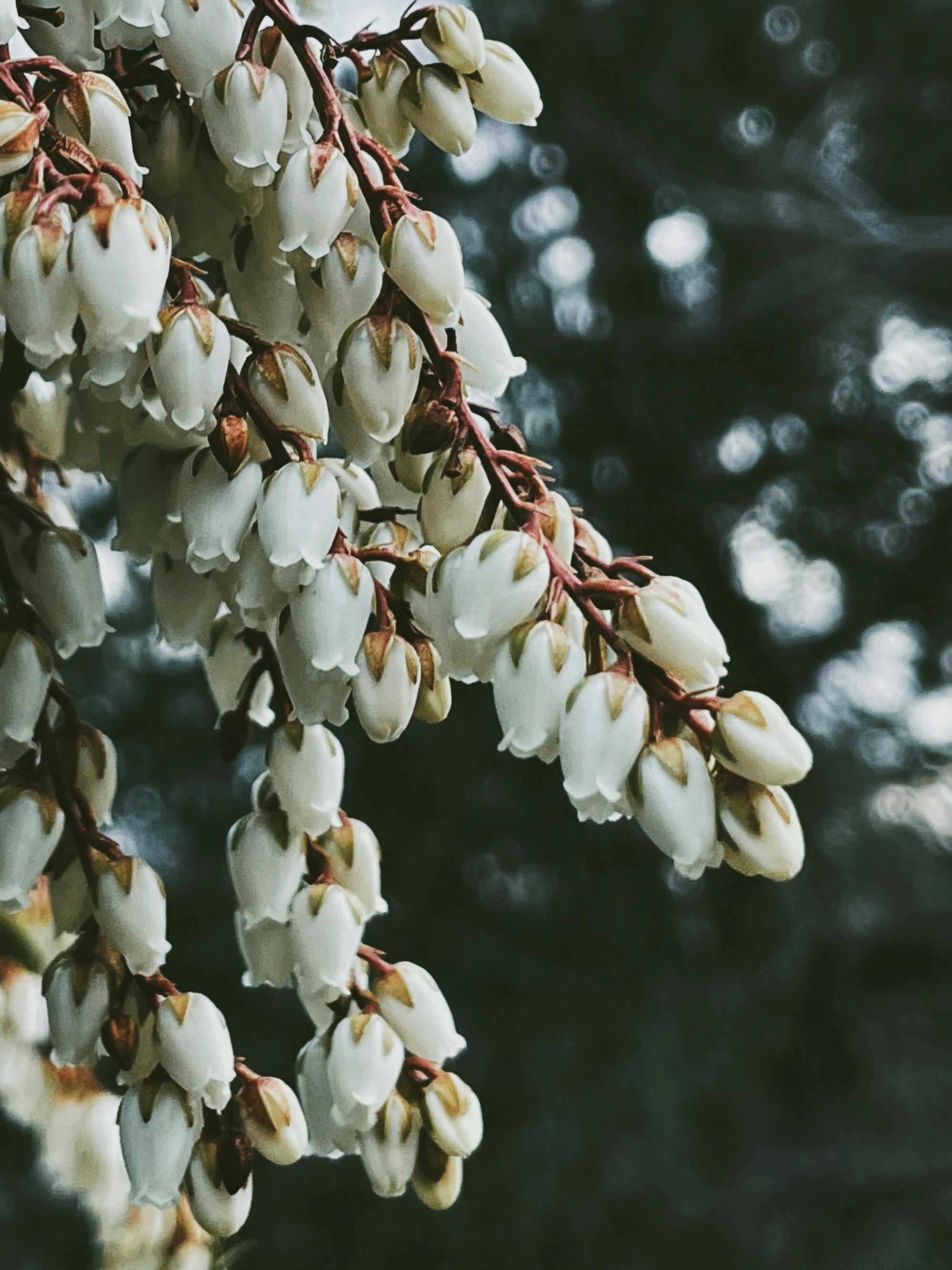 Manzanitas Photos, Download The BEST Free Manzanitas Stock Photos & HD ...
