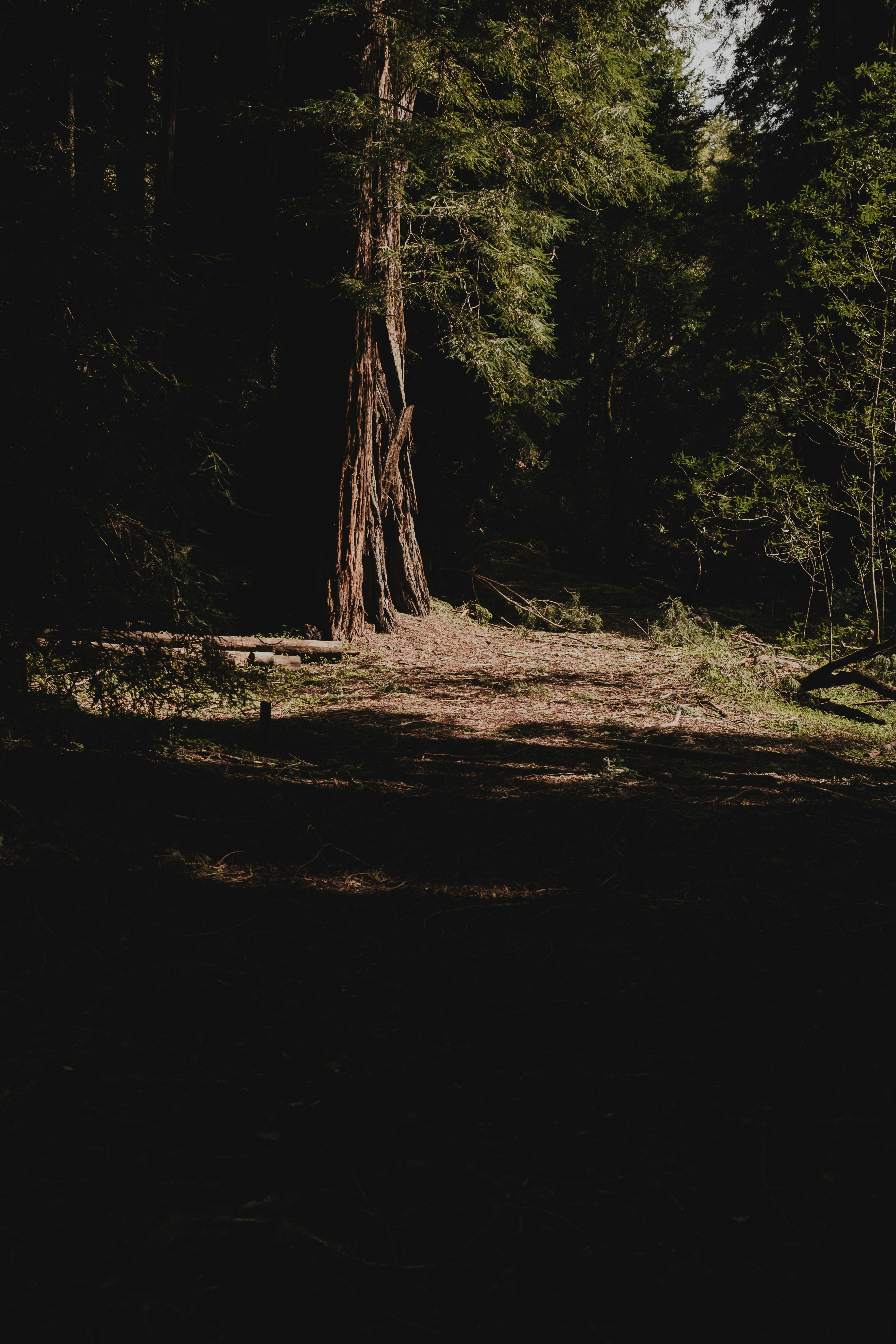 United Kingdom Forest Photos, Download The BEST Free United Kingdom ...