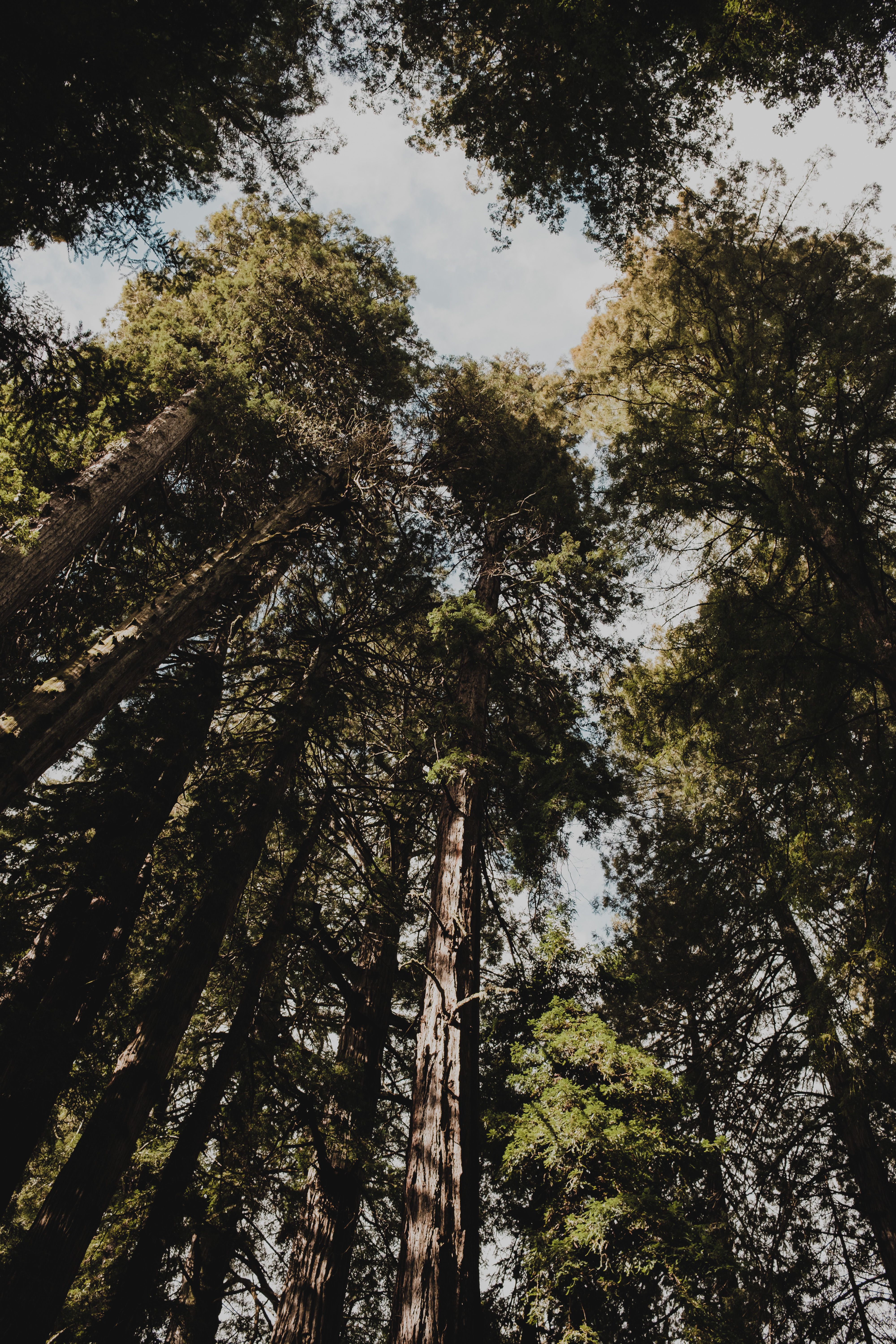 Tall Trees in Forest · Free Stock Photo