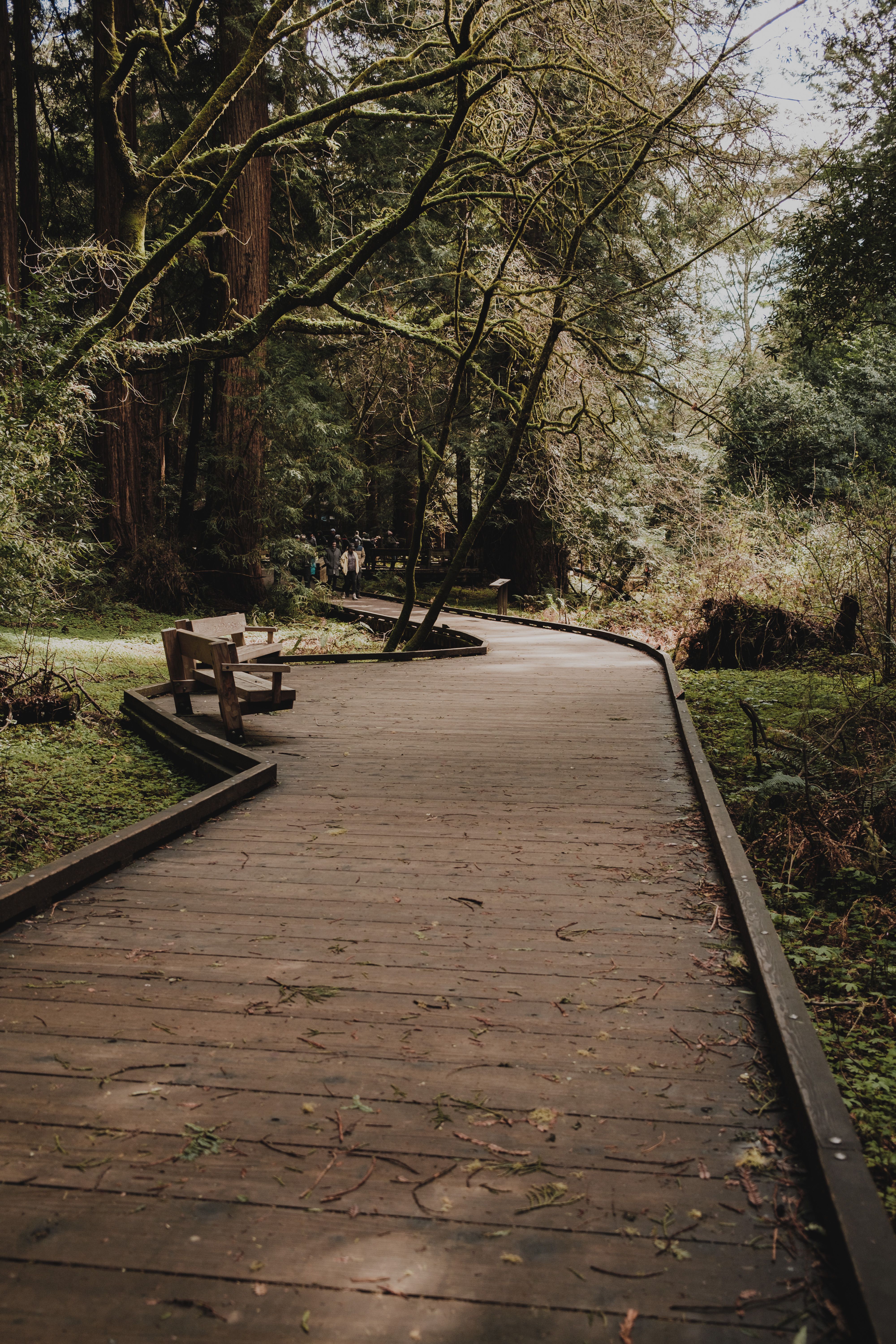 Wooden Walkway in Muir Woods National Monument · Free Stock Photo