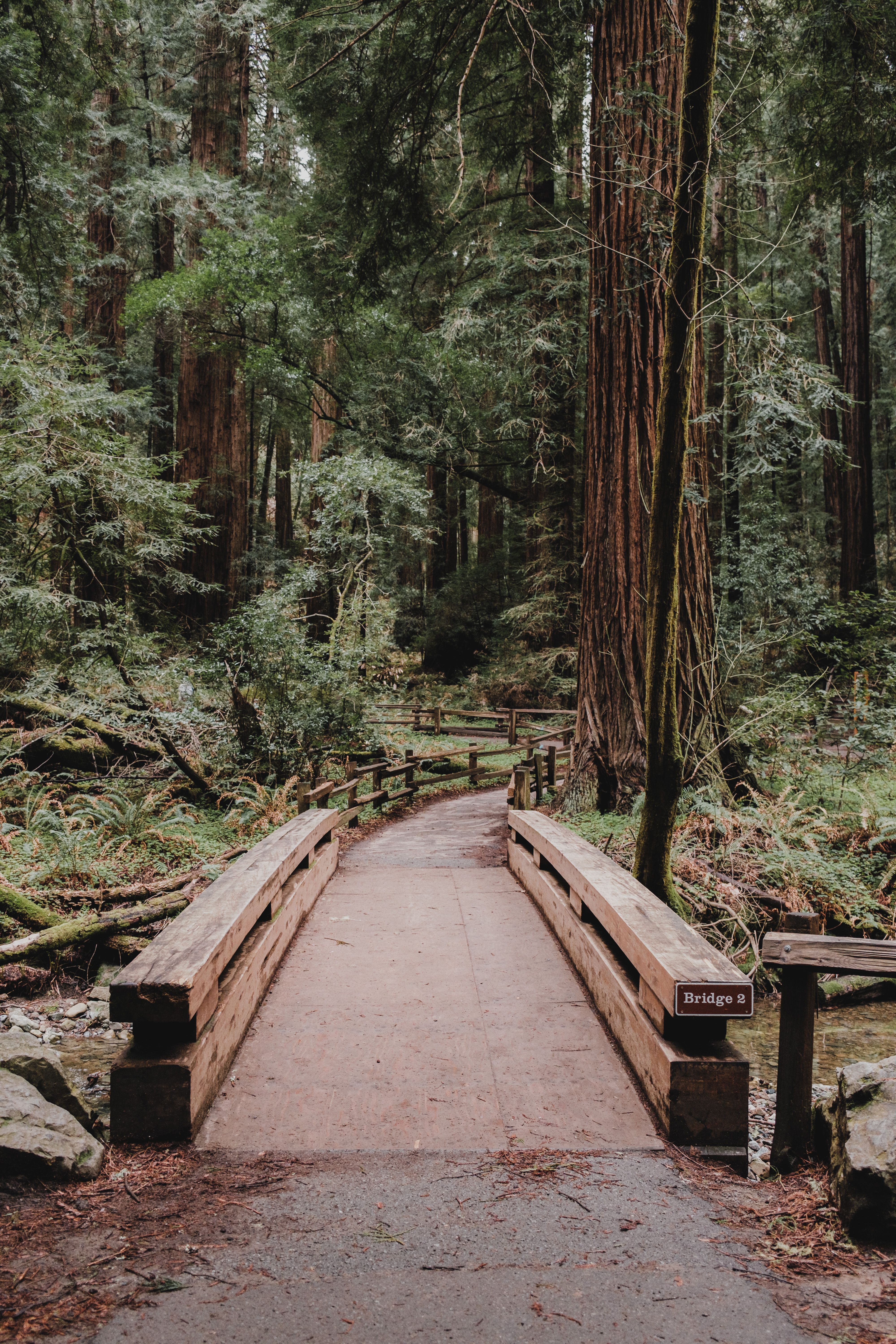 A wooden bridge in the woods with trees · Free Stock Photo