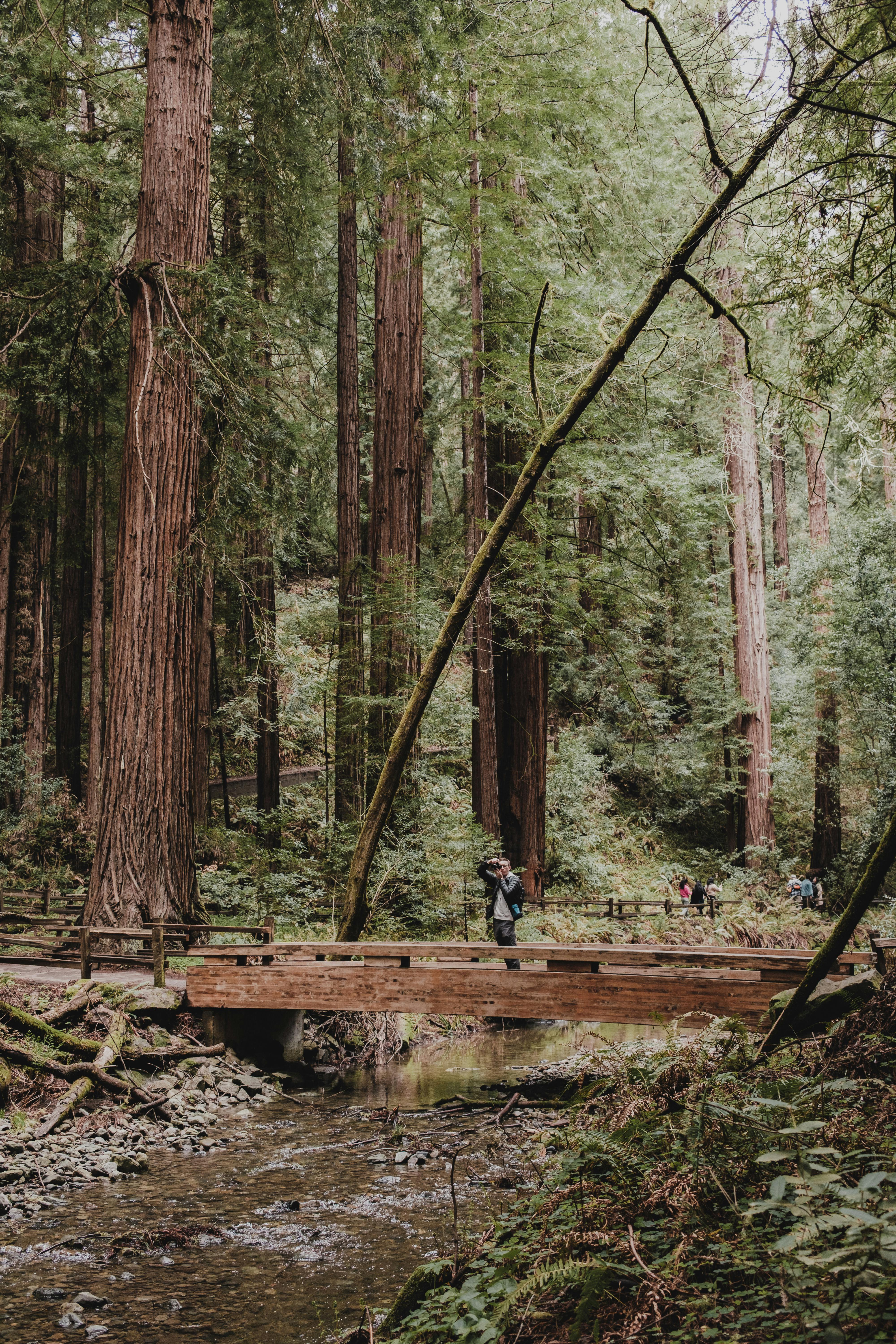 A couple walking across a bridge in a forest · Free Stock Photo