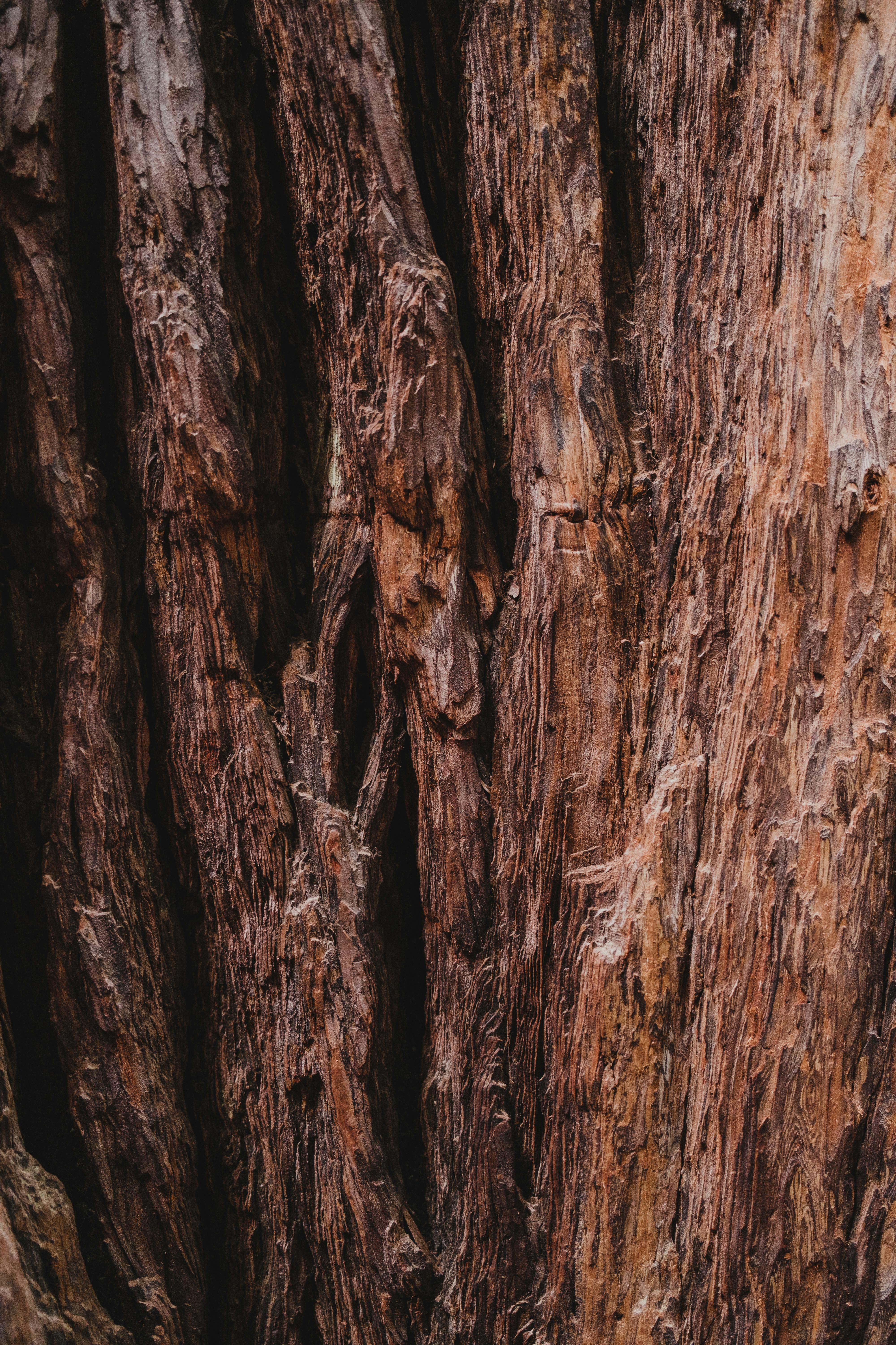 Texture of Sequoia Bark · Free Stock Photo