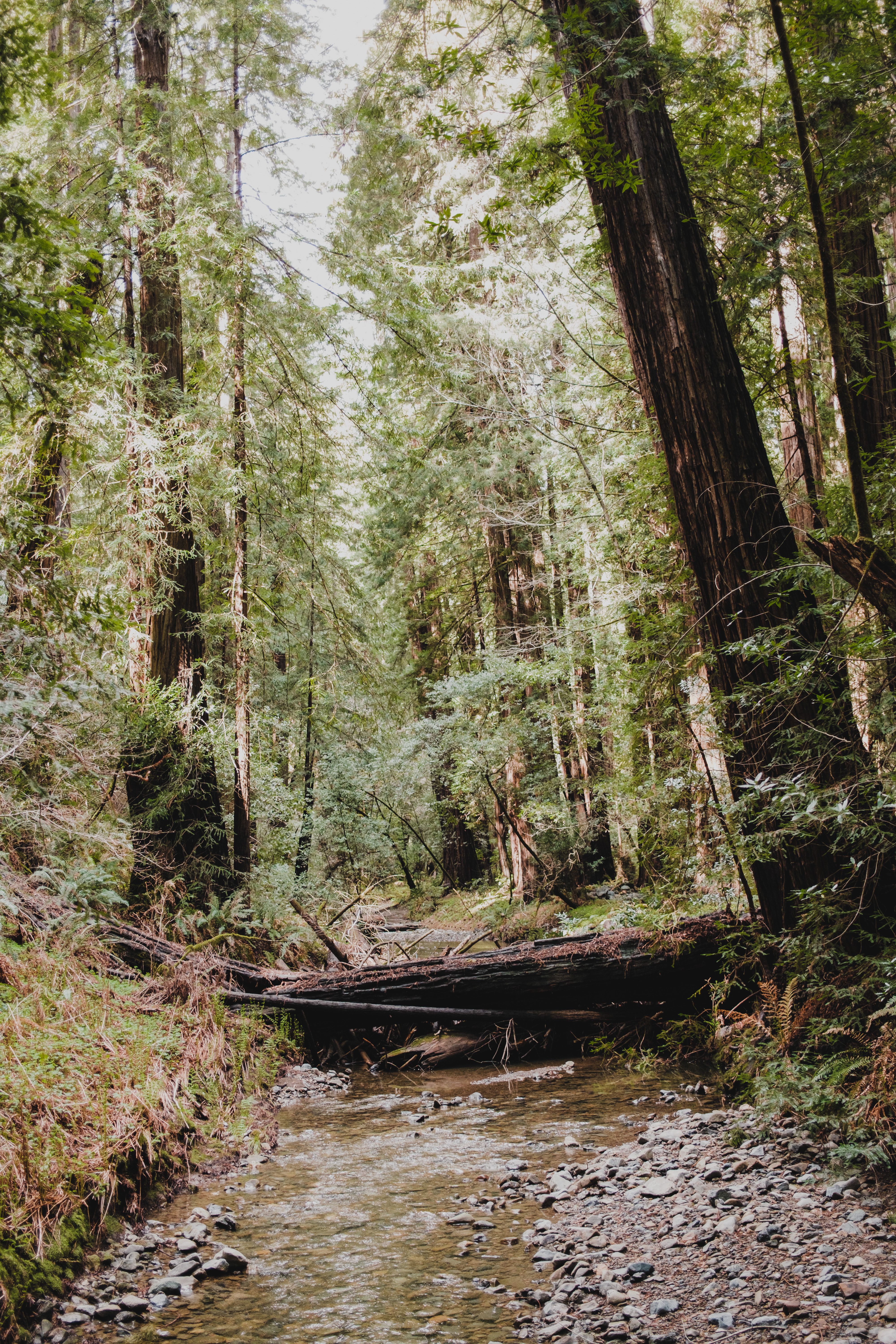 Man Walking Near Outdoor Beside River · Free Stock Photo