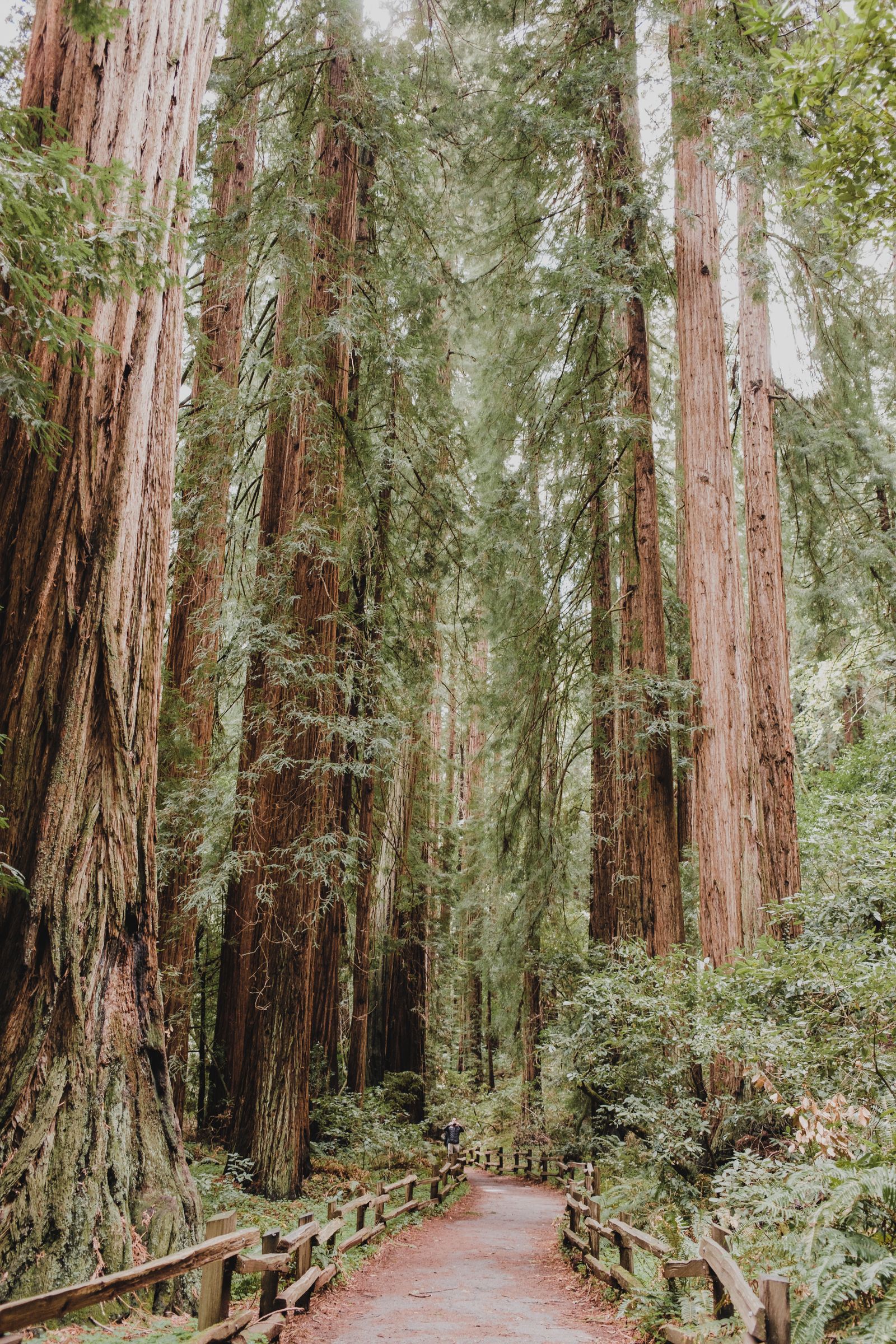 Wooden Path Chile Photos, Download The BEST Free Wooden Path Chile ...