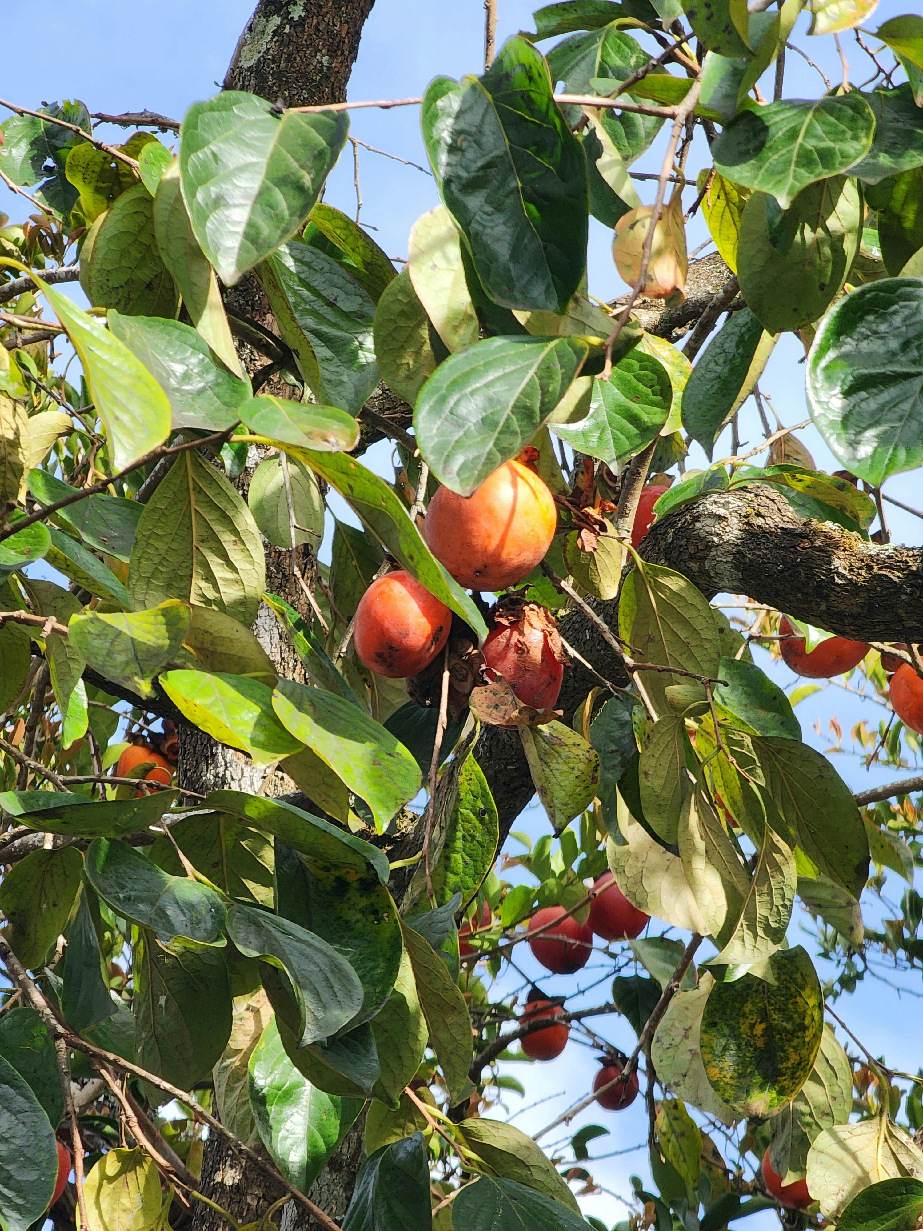 Fruits 3 Photos & Videos Collected by Hai Phan