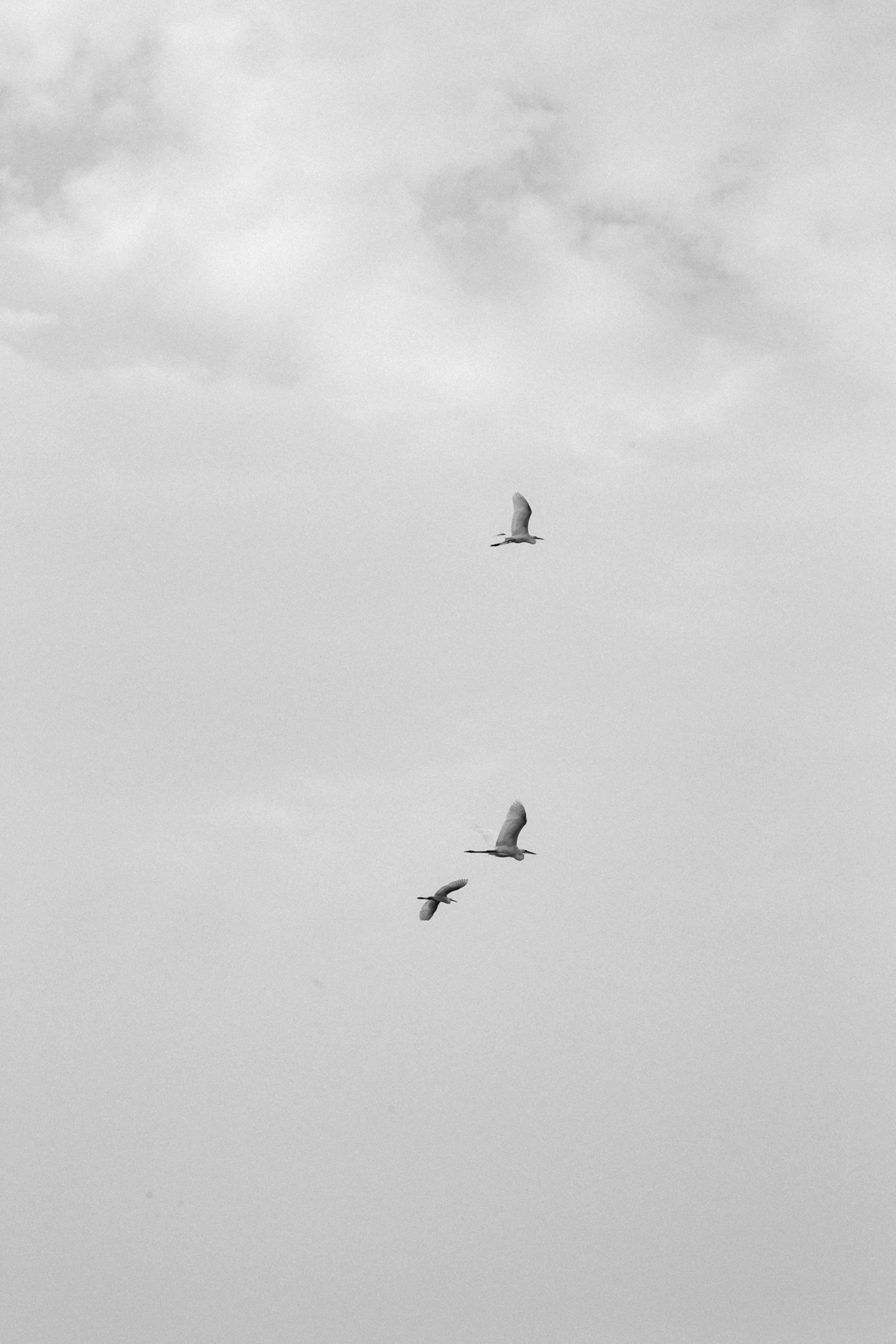 Low Angle Photography of Four Flying Birds · Free Stock Photo