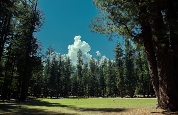 Forest Clearing Photos, Download The BEST Free Forest Clearing Stock ...