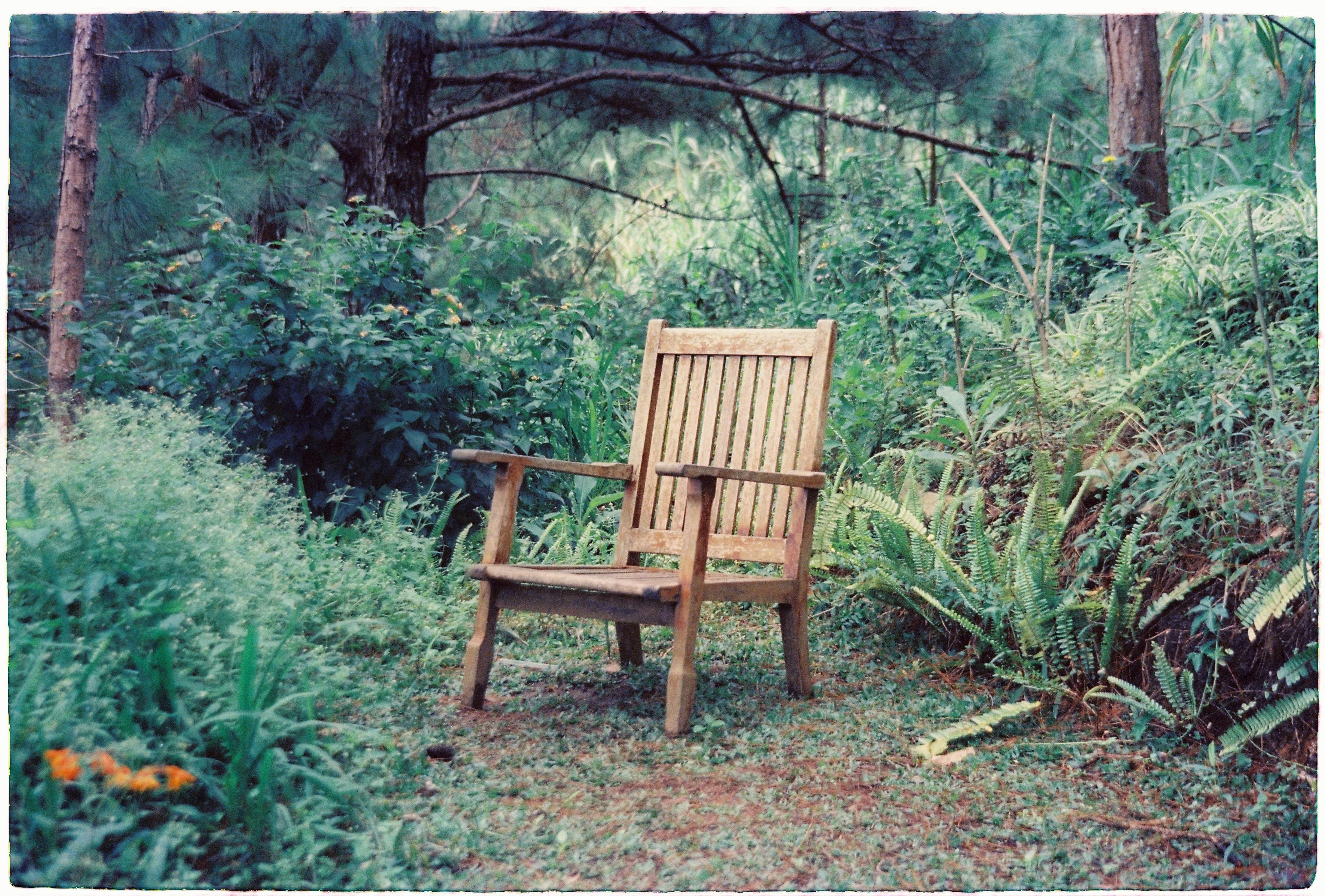 A Wooden Chair among Plants and Trees in a Garden · Free Stock Photo