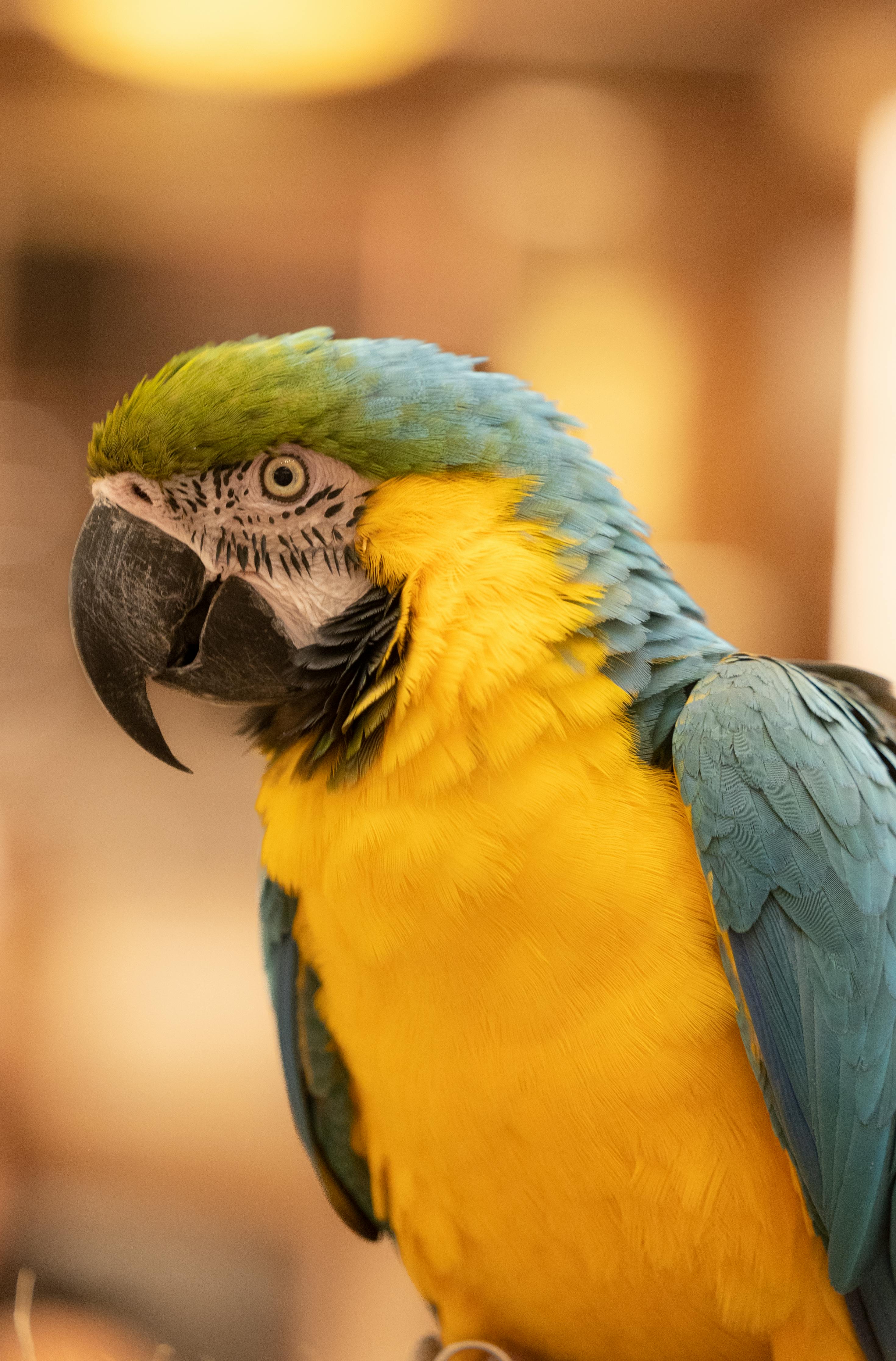 Macaw Parrot in Close Up · Free Stock Photo