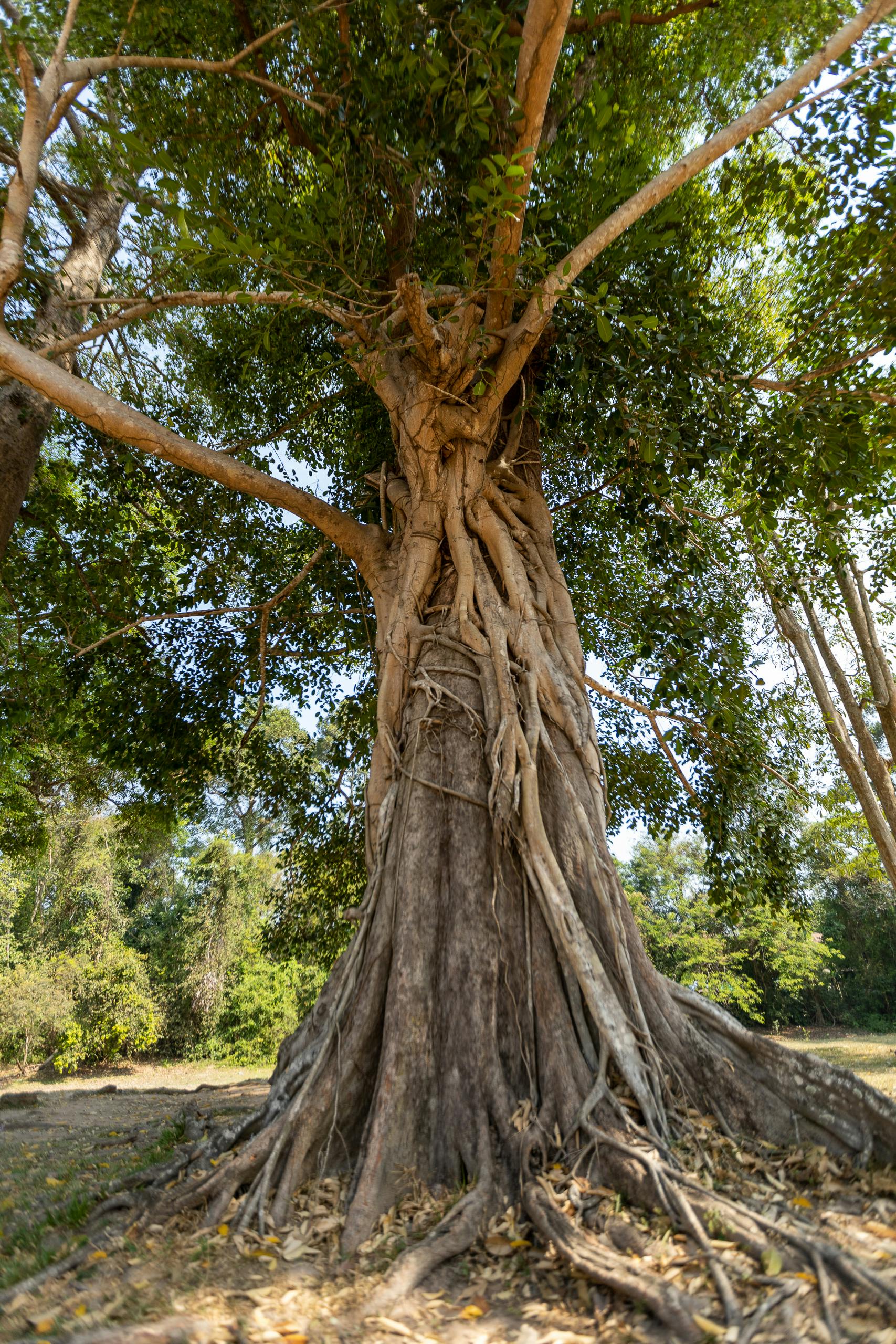 Giant Ancient Tree · Free Stock Photo