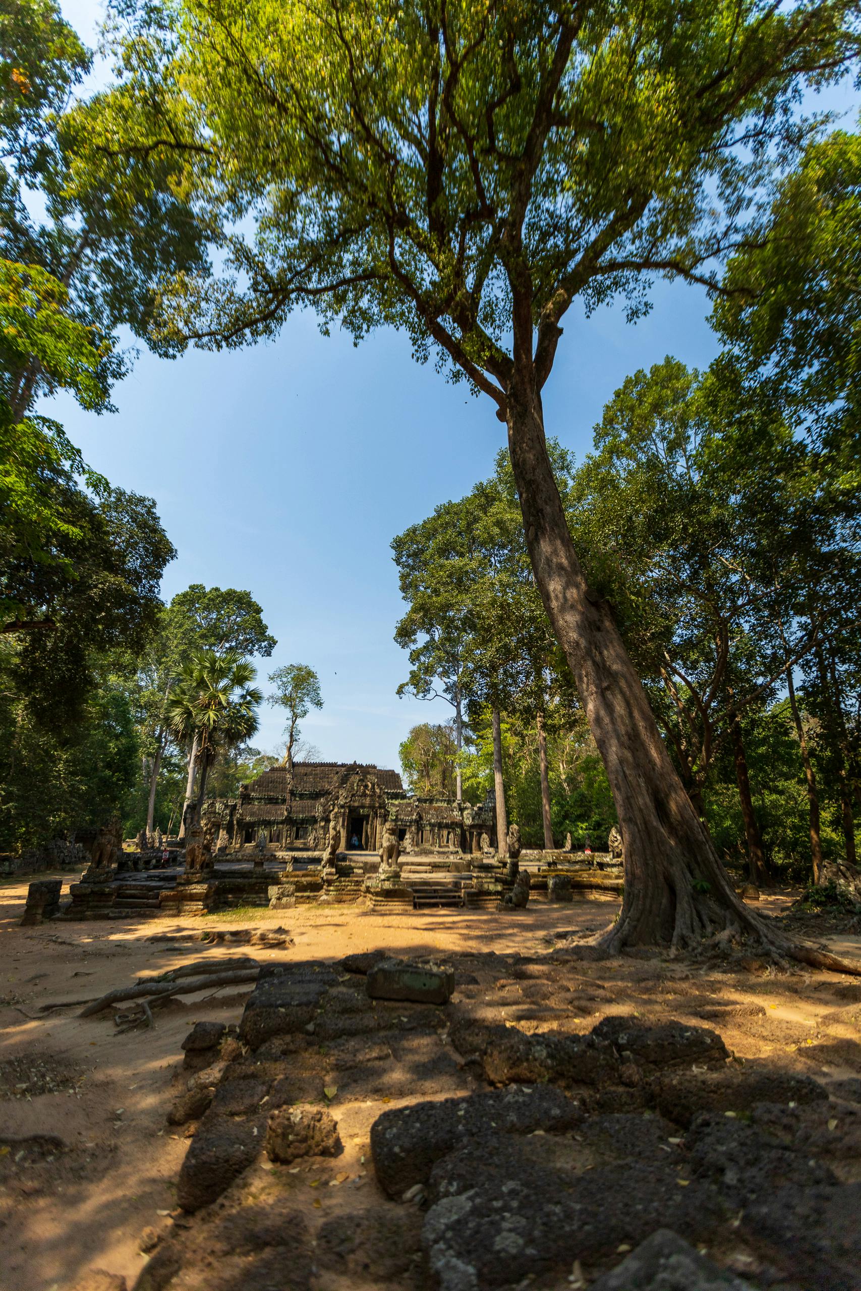 Huge Roots of a Tree on a Temple Ta Som Gate in Angkor Wat Complex at ...