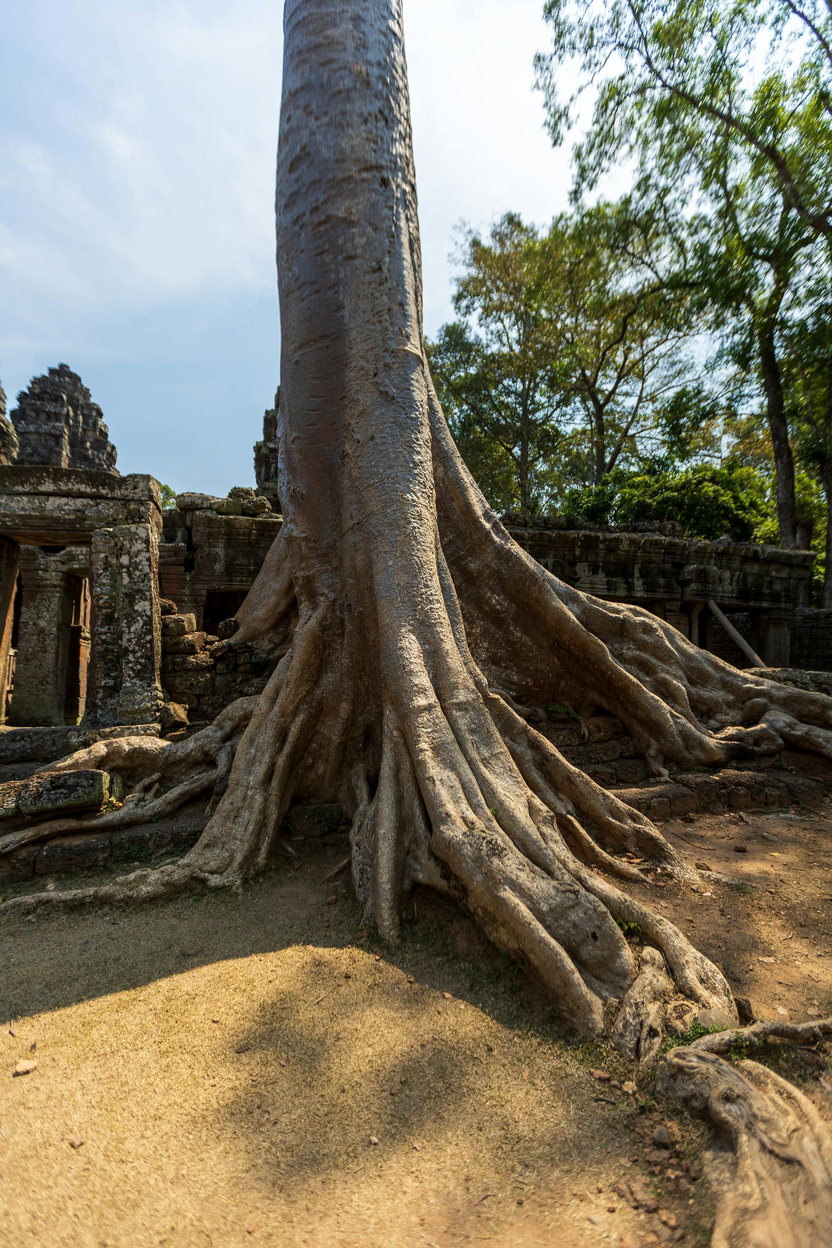Close-up of Tree with Huge Roots · Free Stock Photo