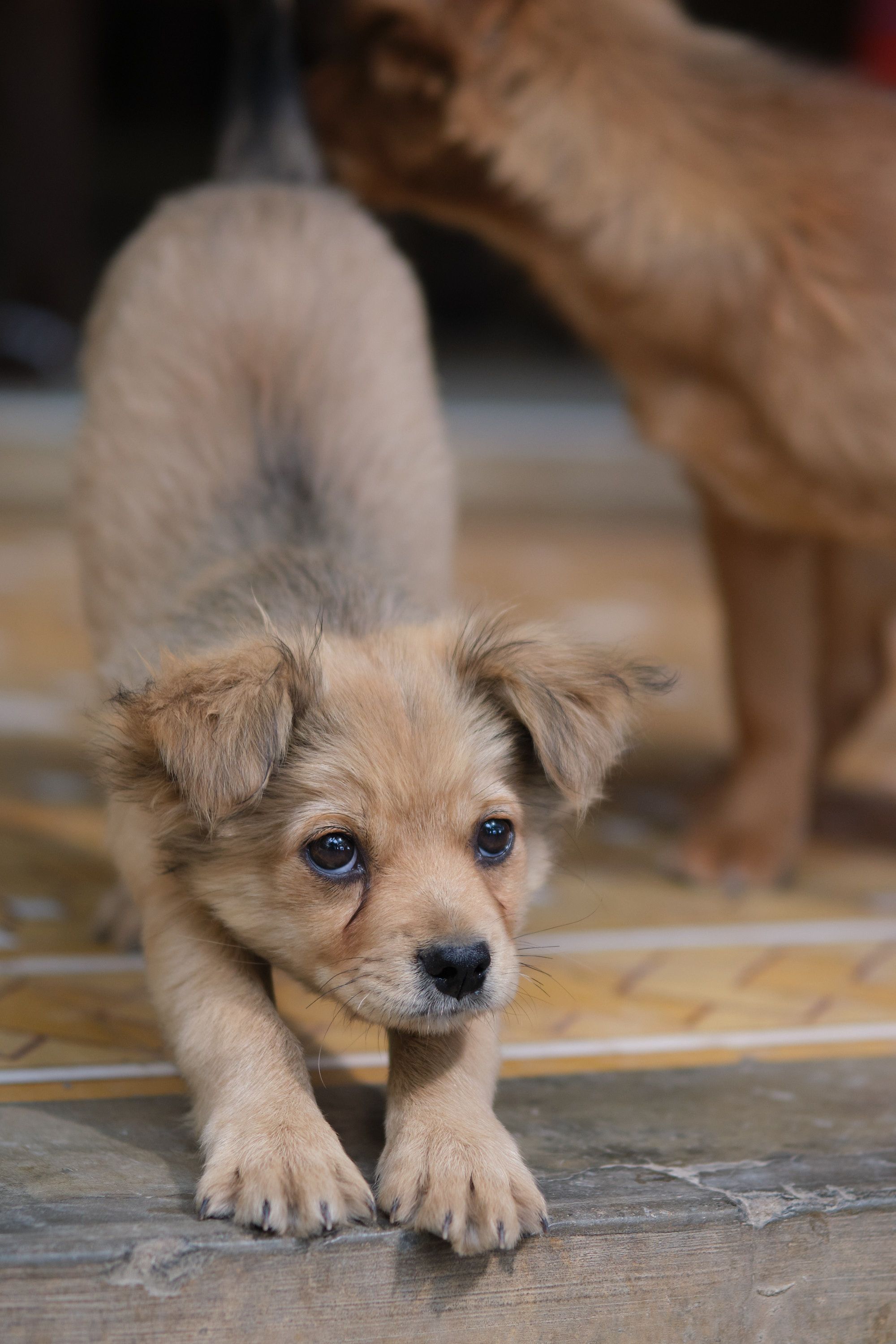 Little Cute Dogs on a Street · Free Stock Photo