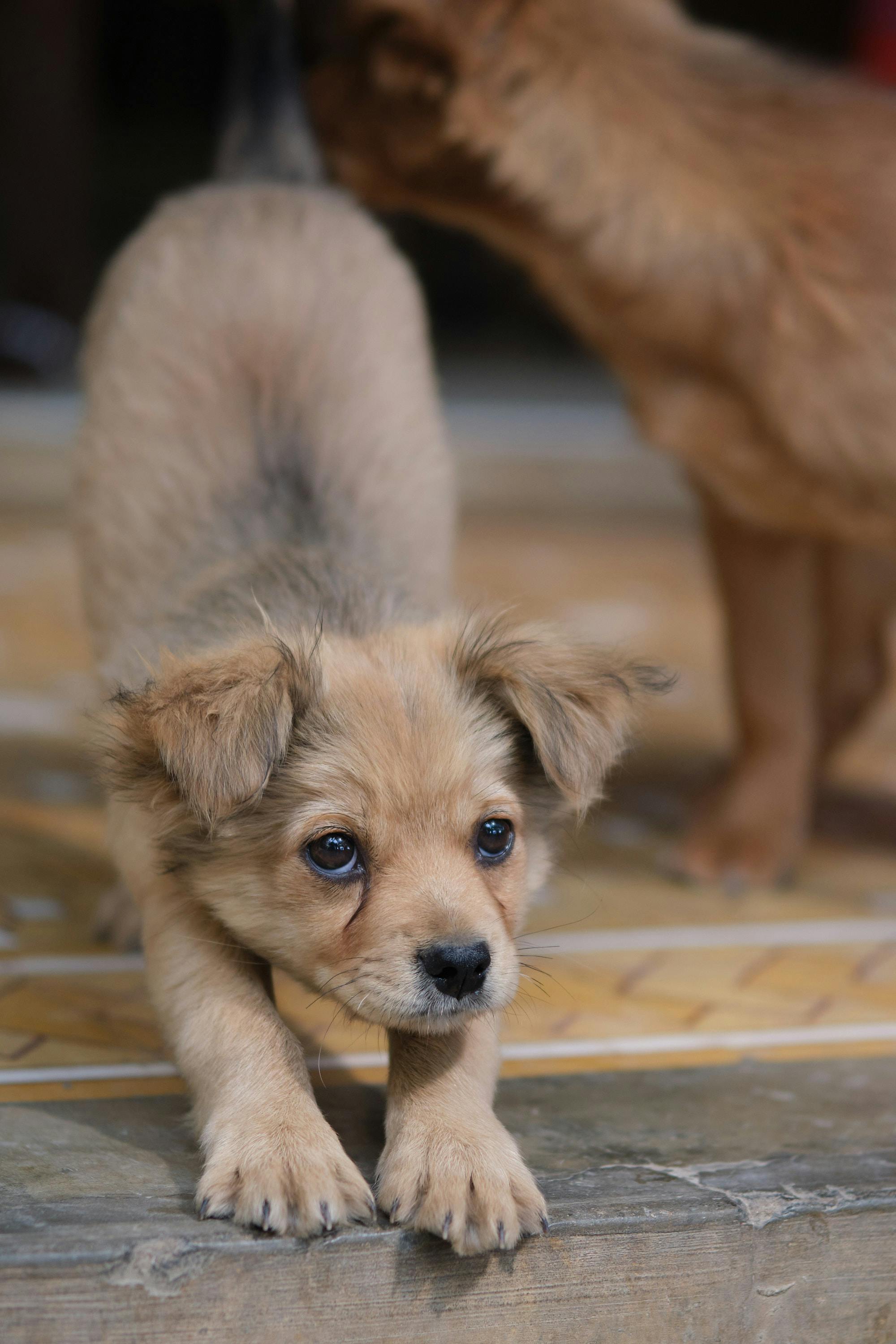 Little Cute Dogs on a Street · Free Stock Photo