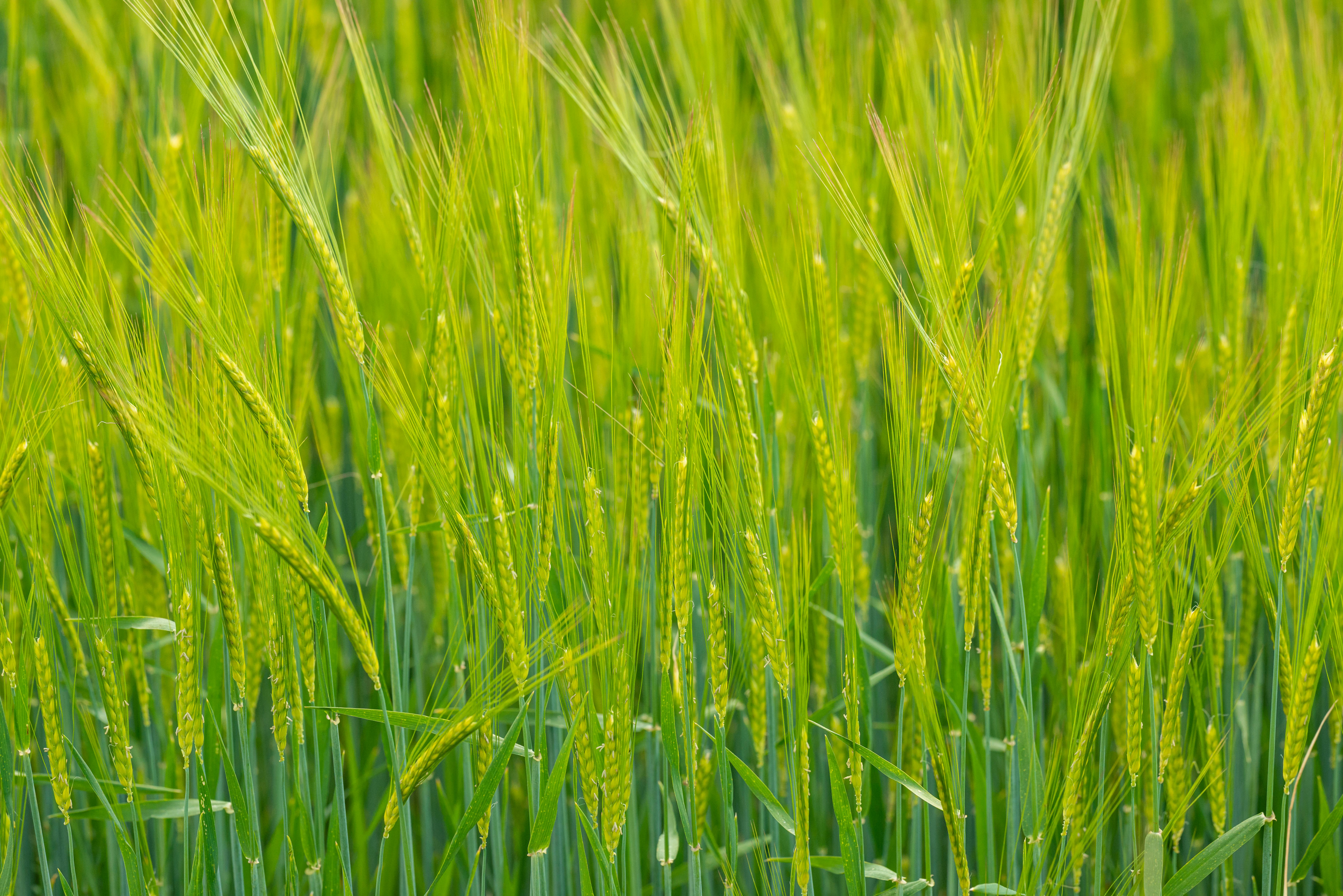 Close-up of Green Wheat Crop · Free Stock Photo