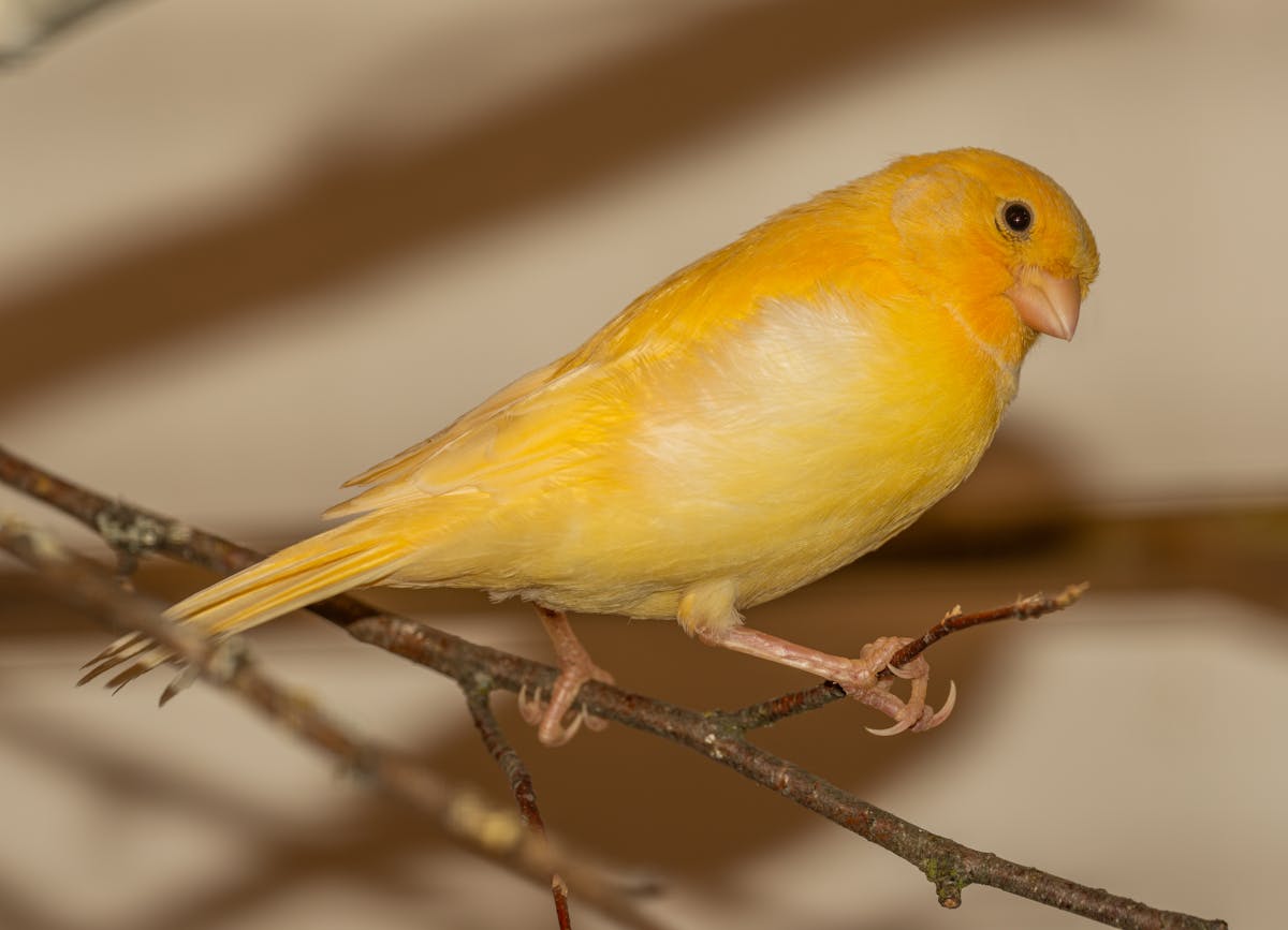 Canary Photos, Download The BEST Free Canary Stock Photos & HD Images
