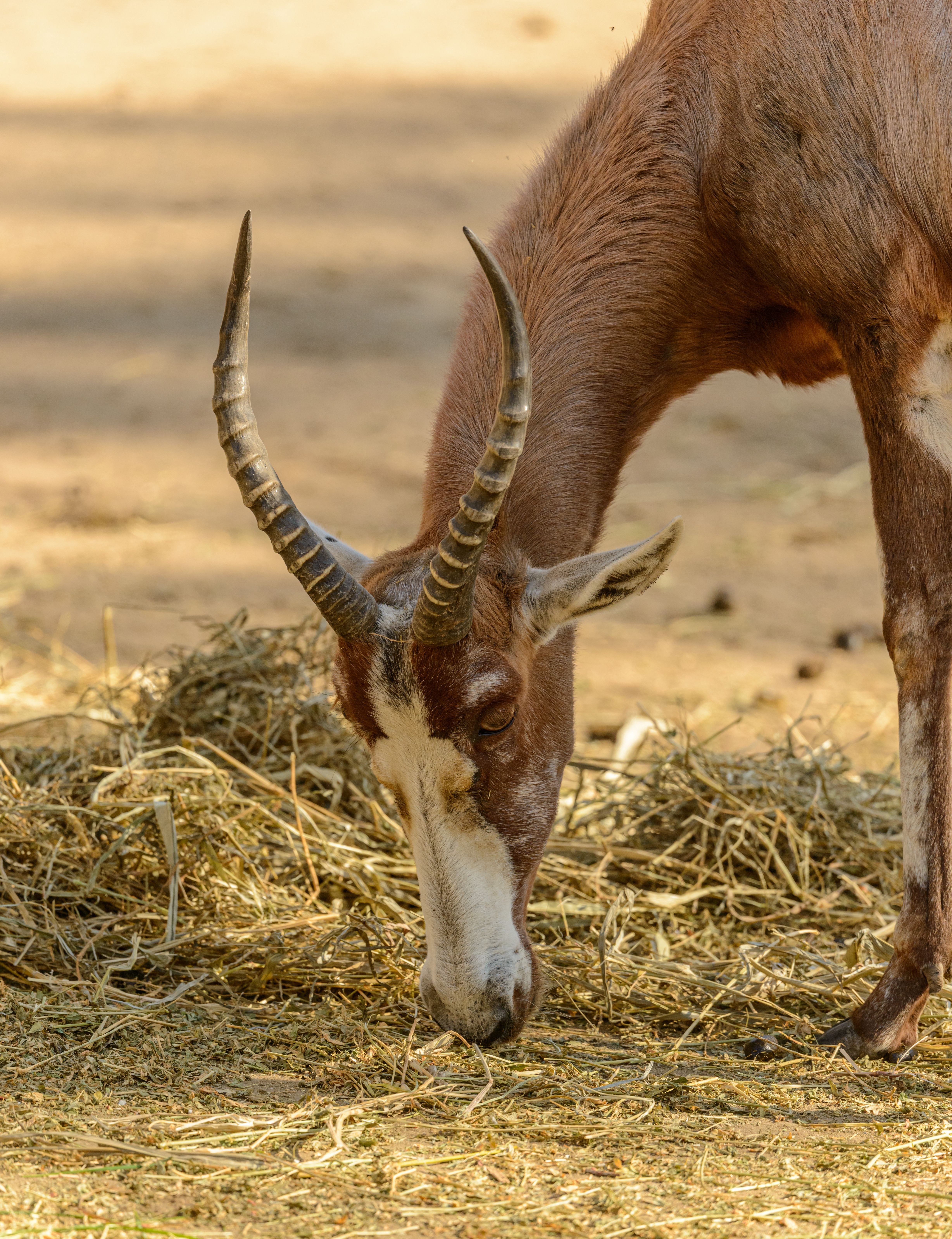 Close-up of a Blesbok · Free Stock Photo