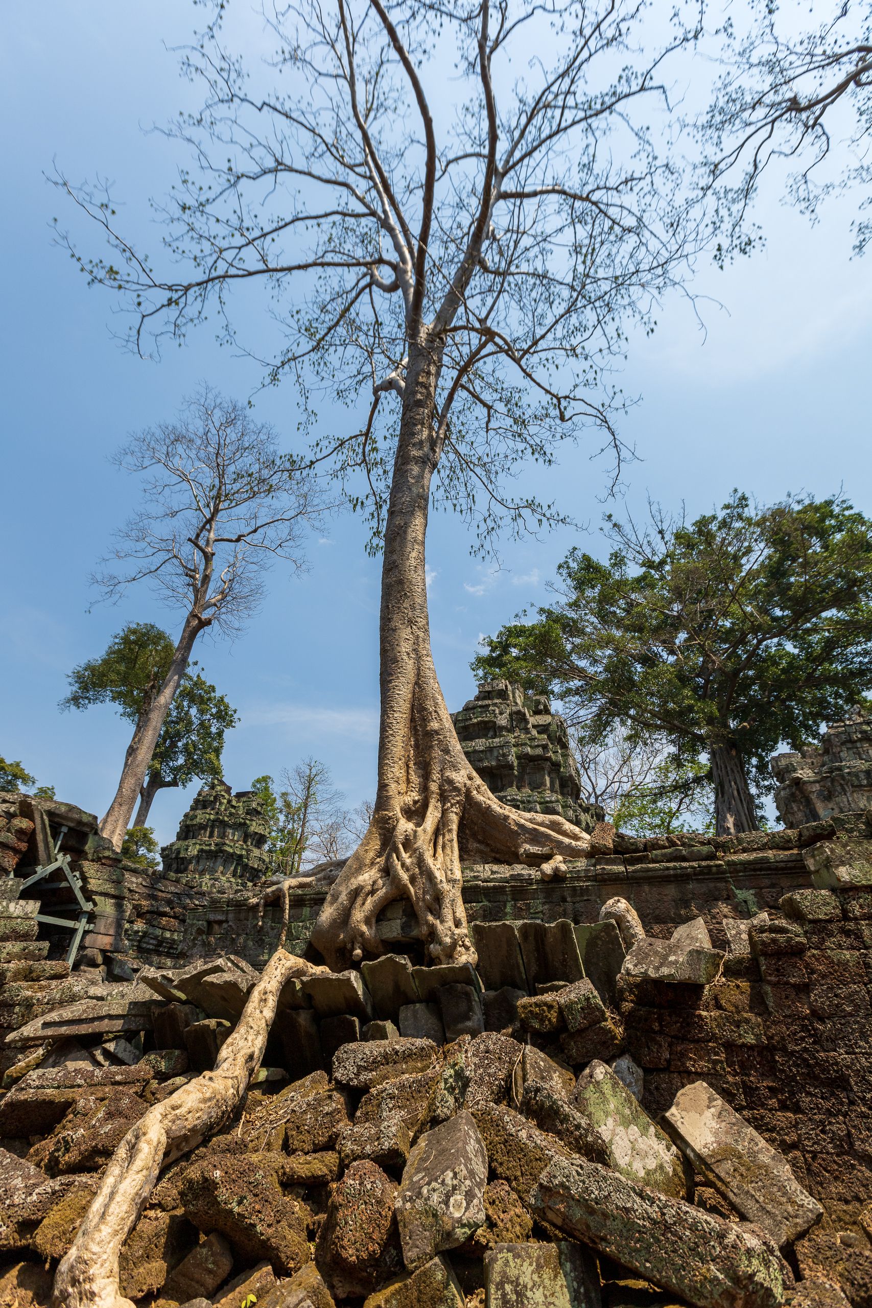Blue Sky over Trees in Ruins · Free Stock Photo