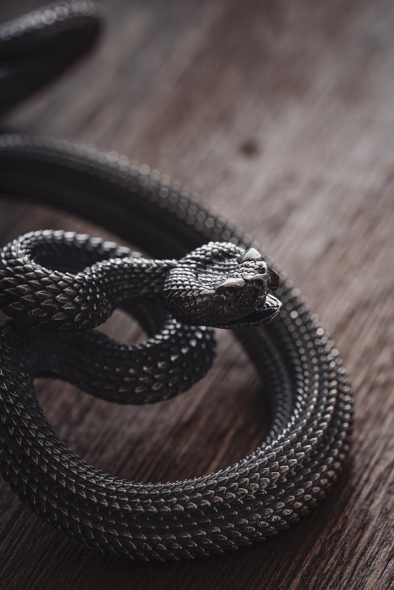 Snake Scale Photos, Download The BEST Free Snake Scale Stock Photos ...