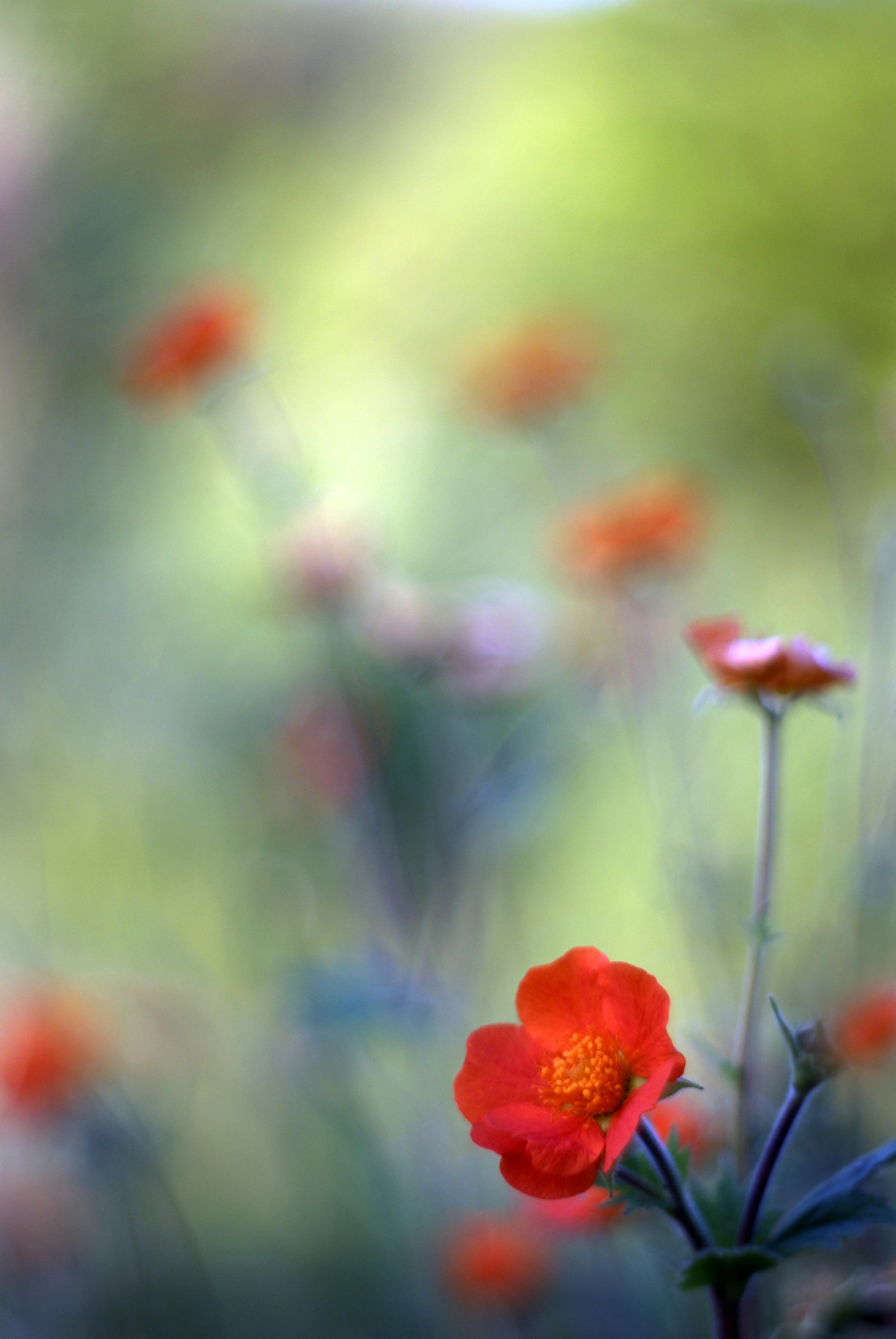 Foto de stock gratuita sobre @al aire libre, al aire libre, amapolas ...