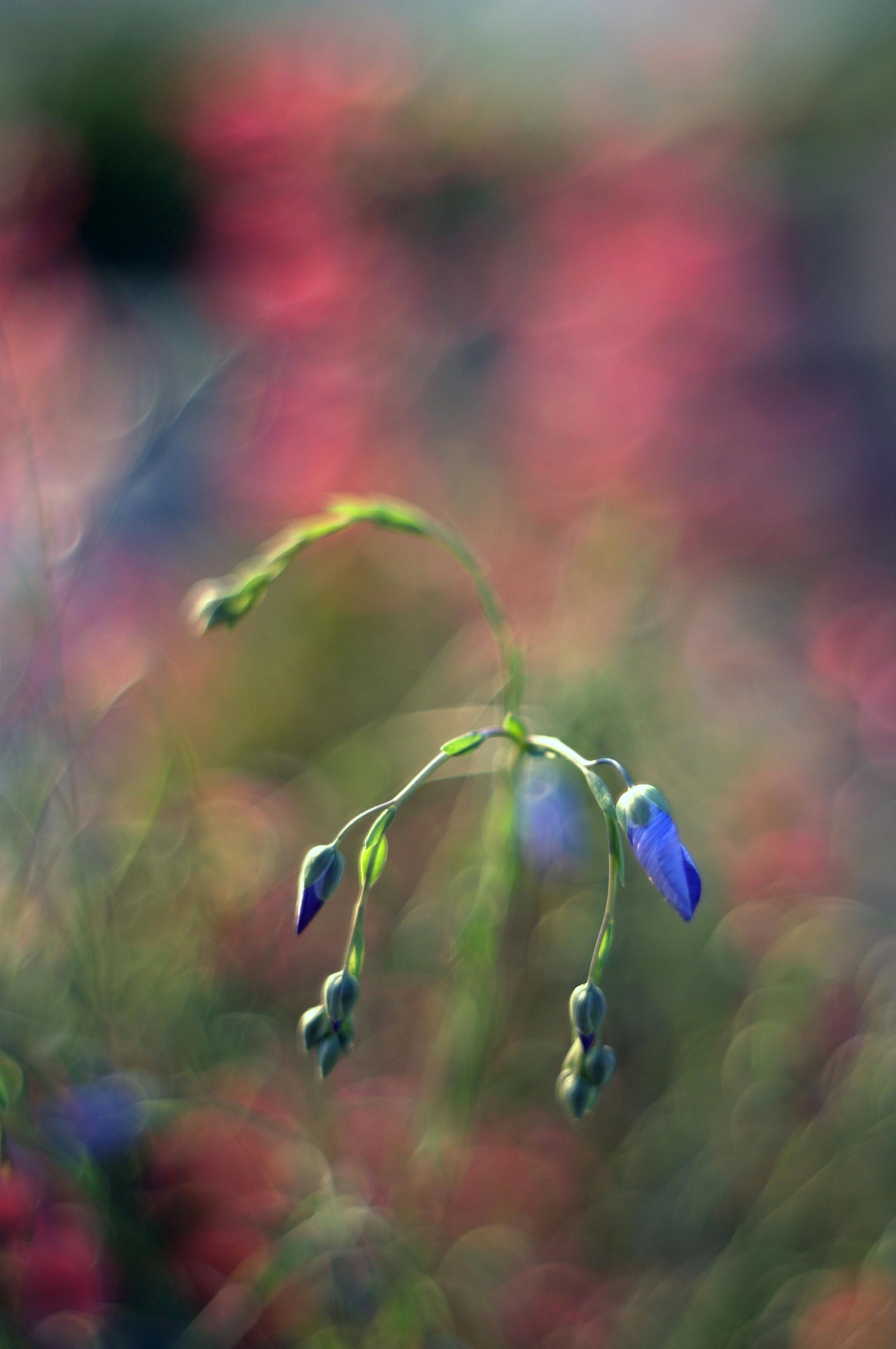 Red And Blue Abstract Focus Photos, Download The BEST Free Red And Blue ...