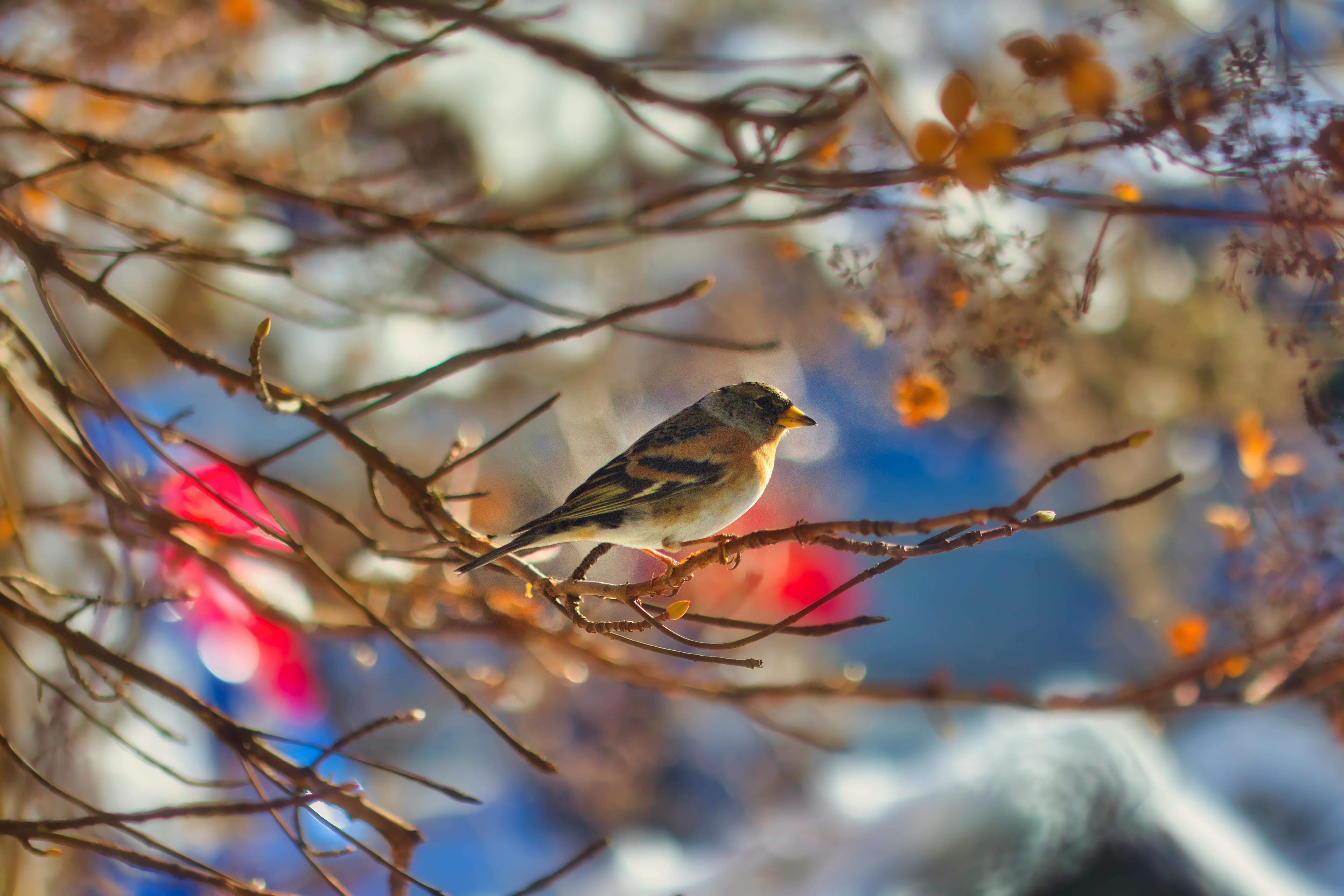 Bird Sitting on Tree Branch · Free Stock Photo