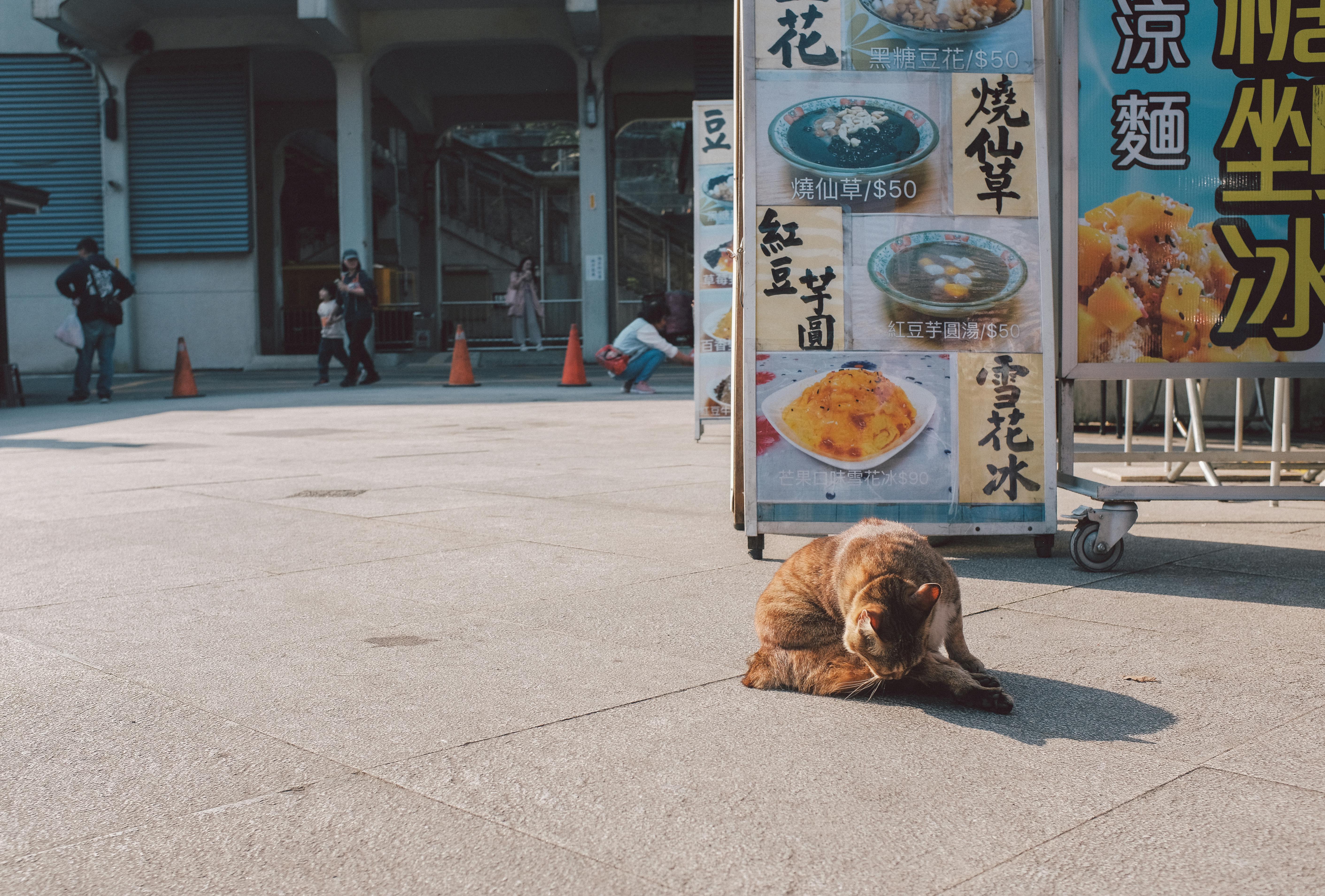 Stray Cat on Sidewalk by Restaurant Signs · Free Stock Photo