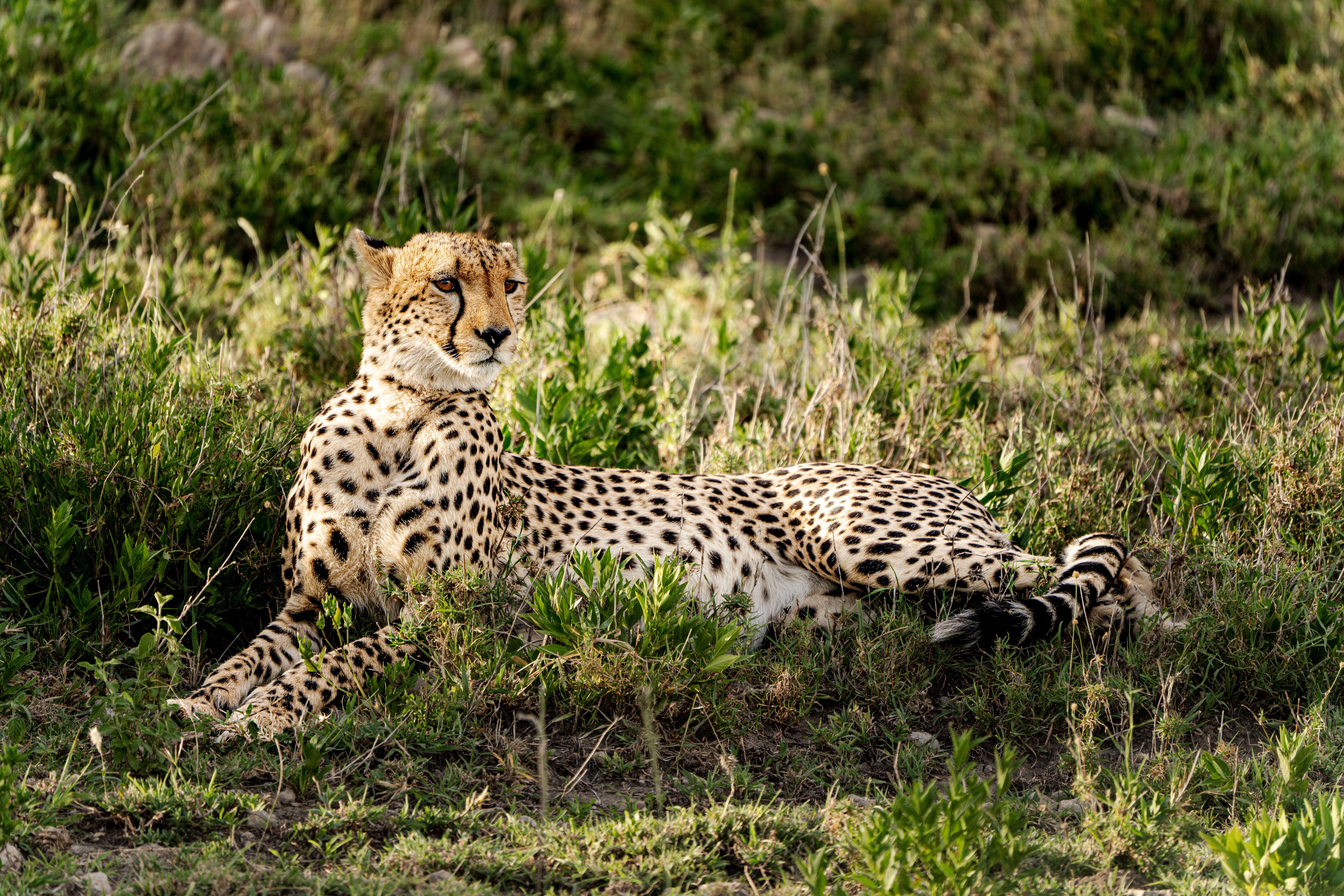 Adult Cheetah · Free Stock Photo