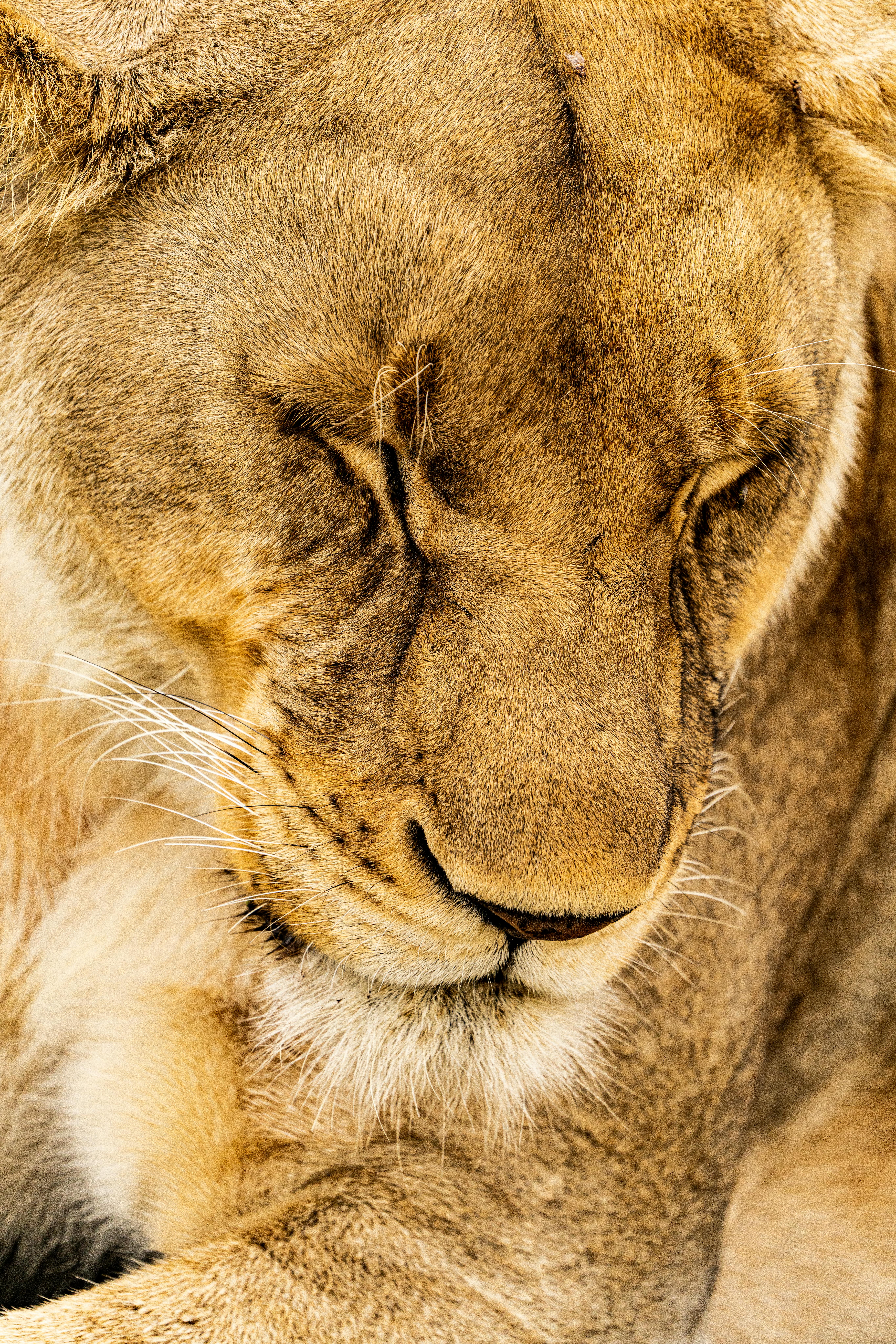 Wildlife Documentary Photos, Download The BEST Free Wildlife ...