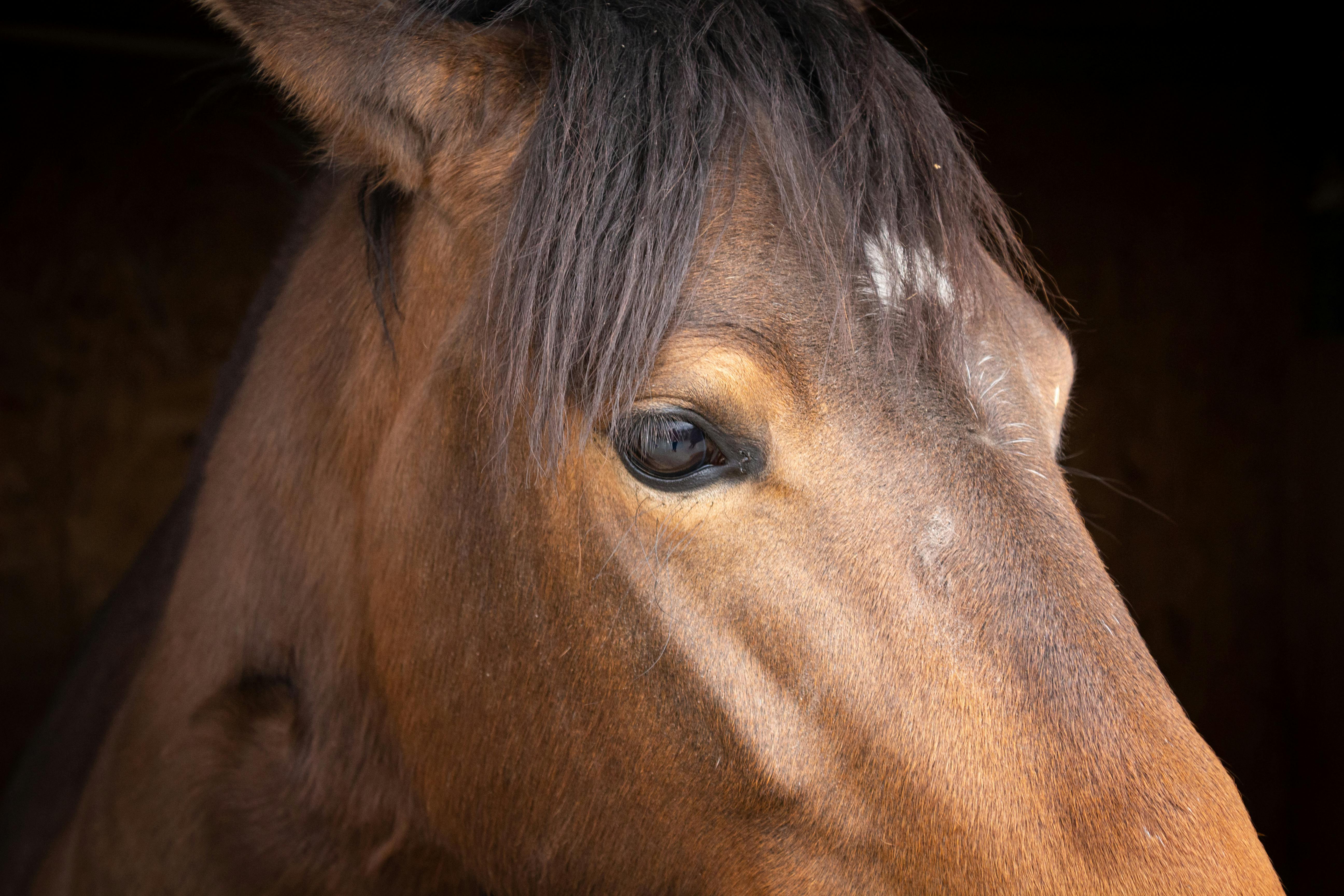 Brown Horse In Close-up Photography · Free Stock Photo