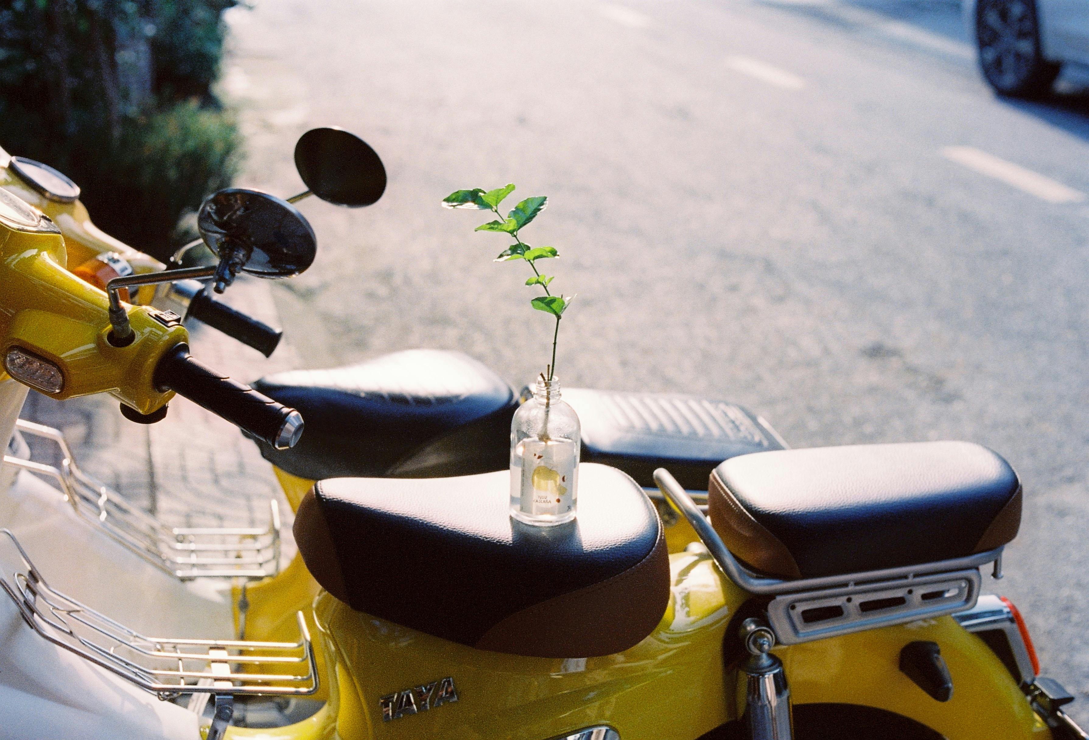 Plant in Glass Bottle on Retro Motorbike · Free Stock Photo