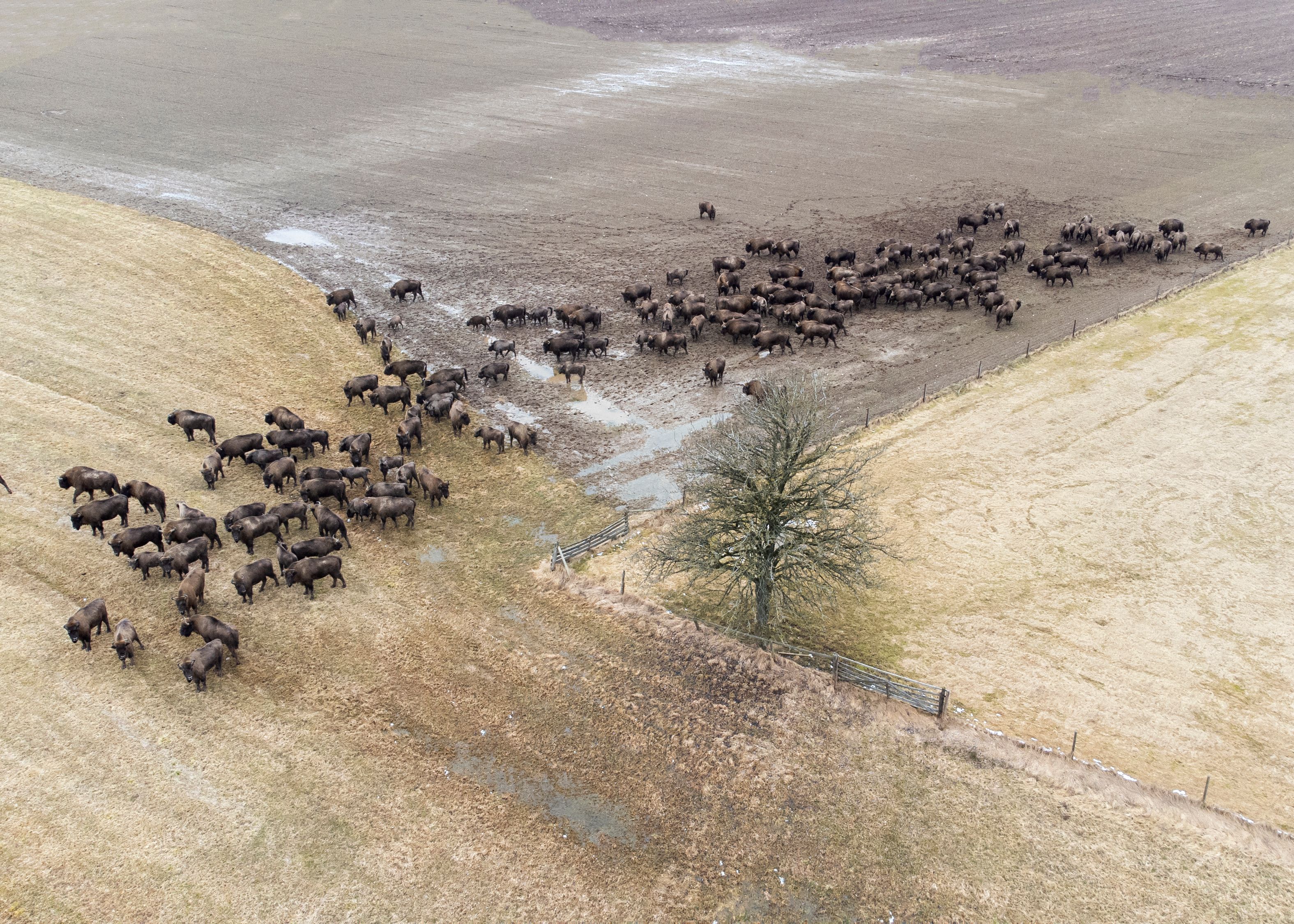 Buffaloes Photos, Download The BEST Free Buffaloes Stock Photos & HD Images