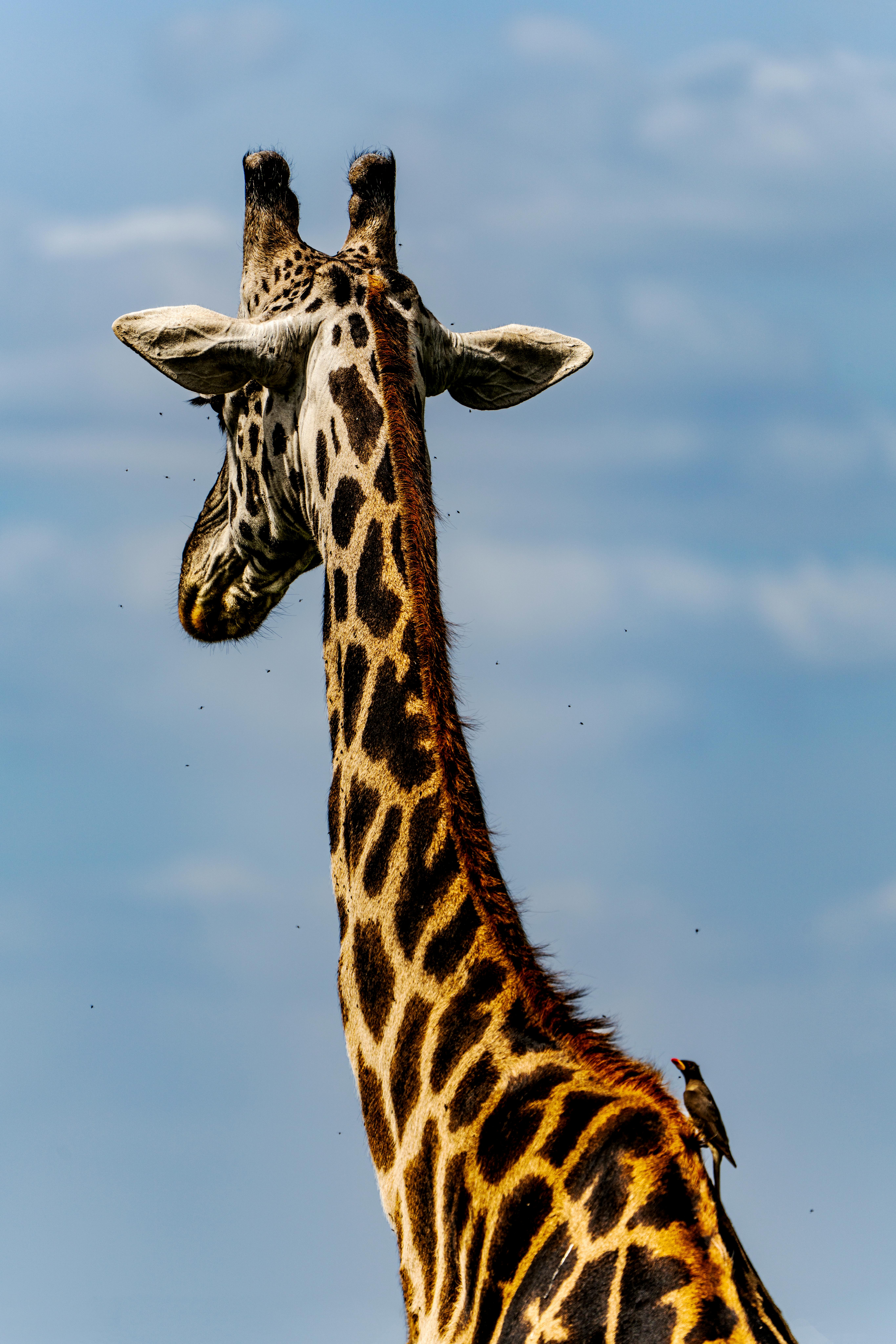Giraffe against Blue Sky · Free Stock Photo
