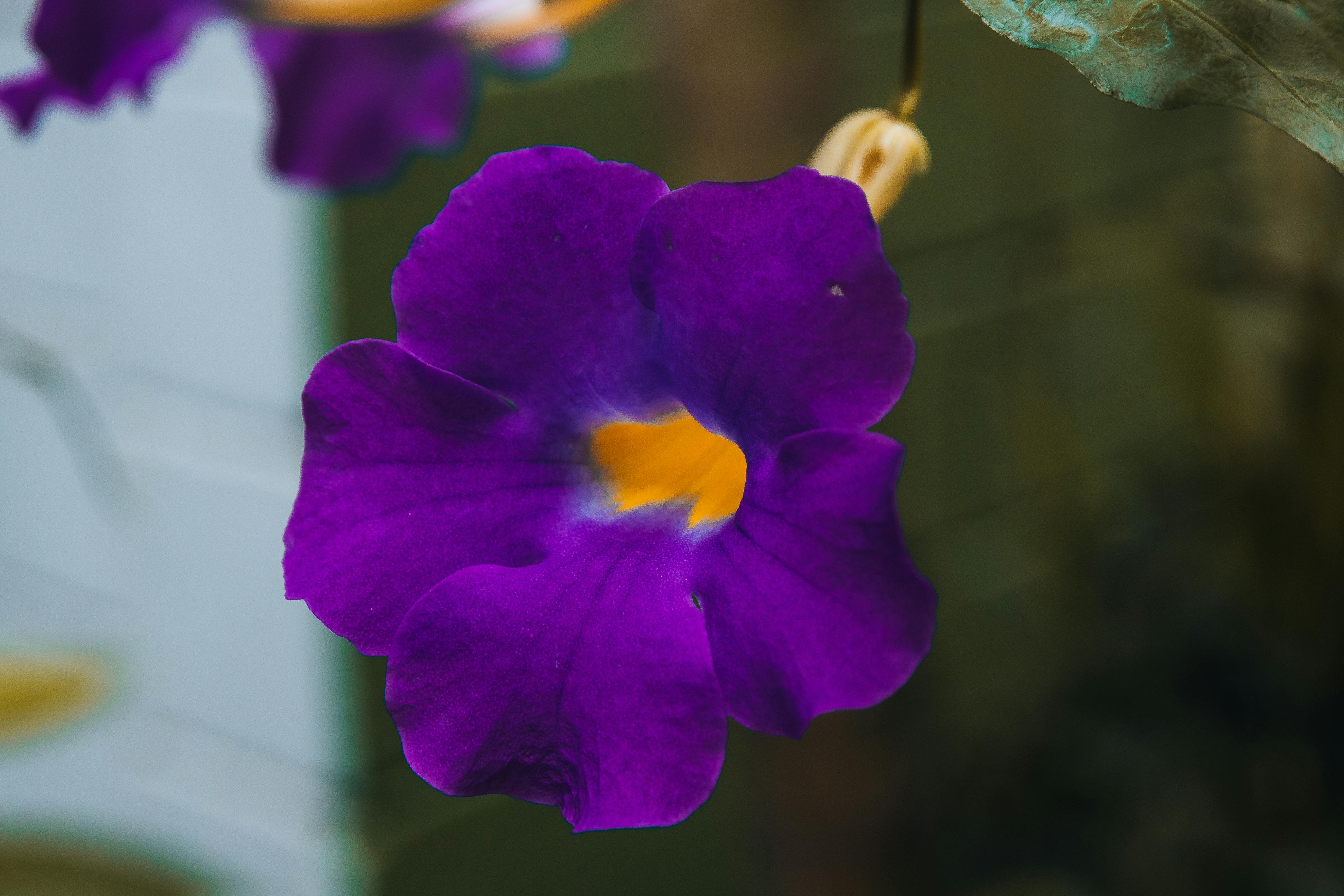 Delicate Purple Flower · Free Stock Photo