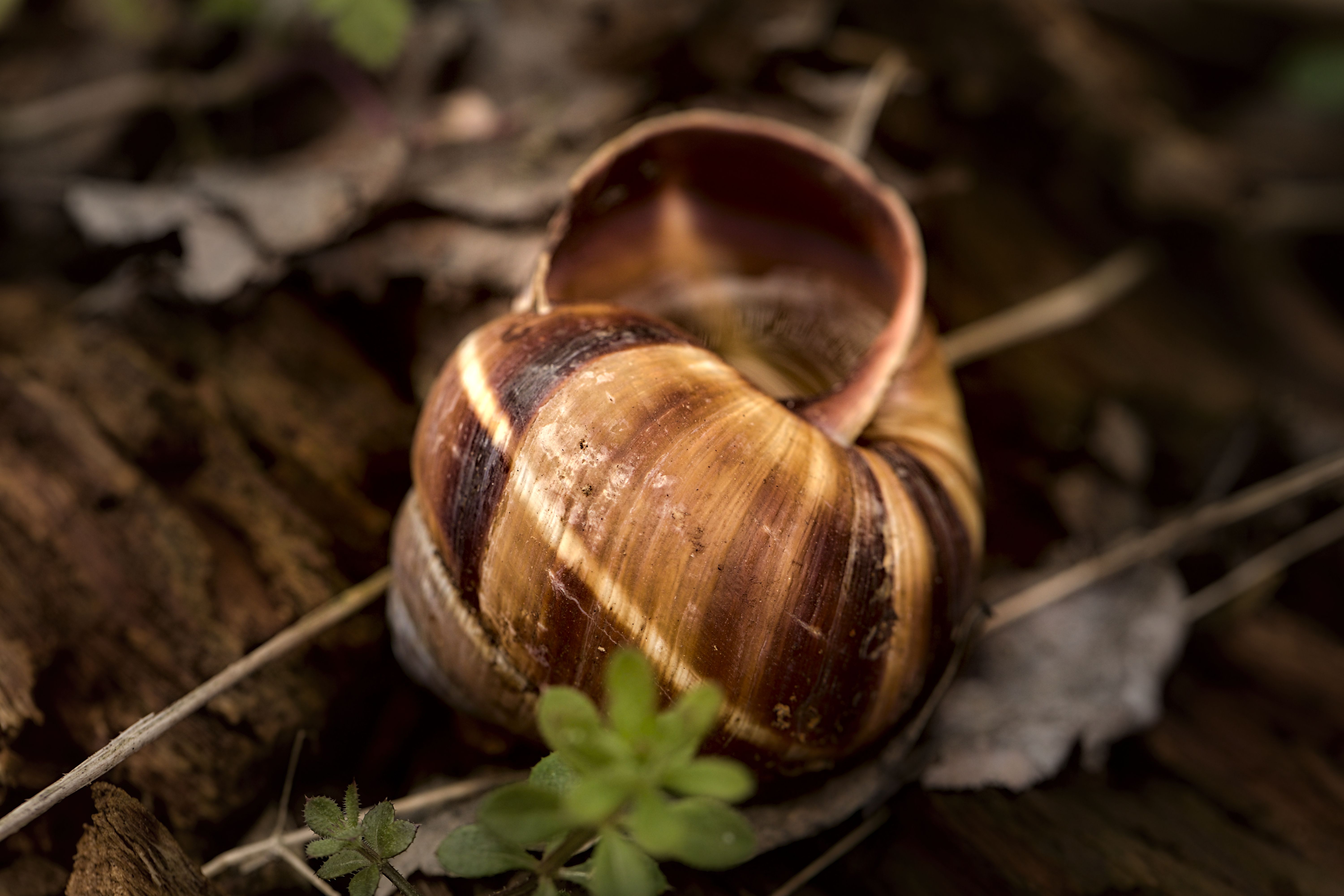Snail Shell in Close-up View · Free Stock Photo