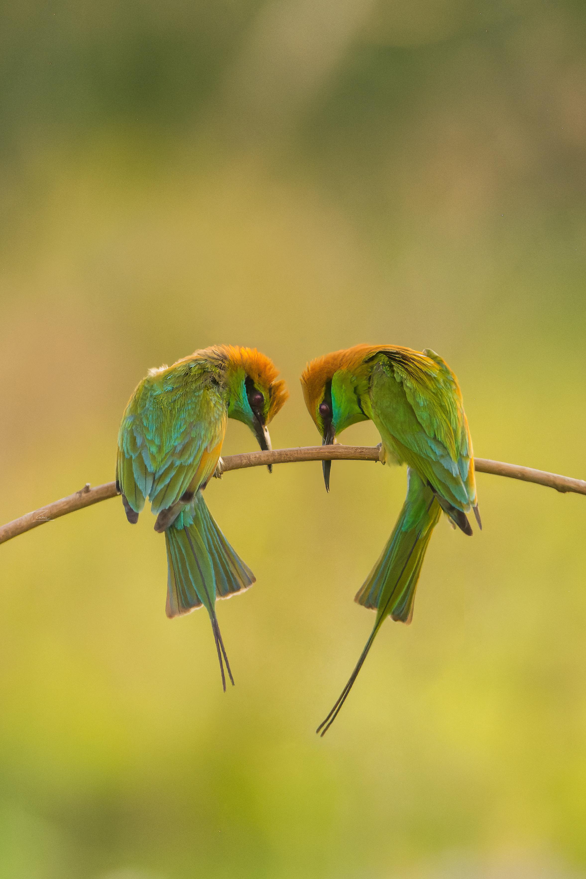 Photo gratuite de branche, guêpiers verts asiatiques, mignon, mise au point sélective, oiseaux ...