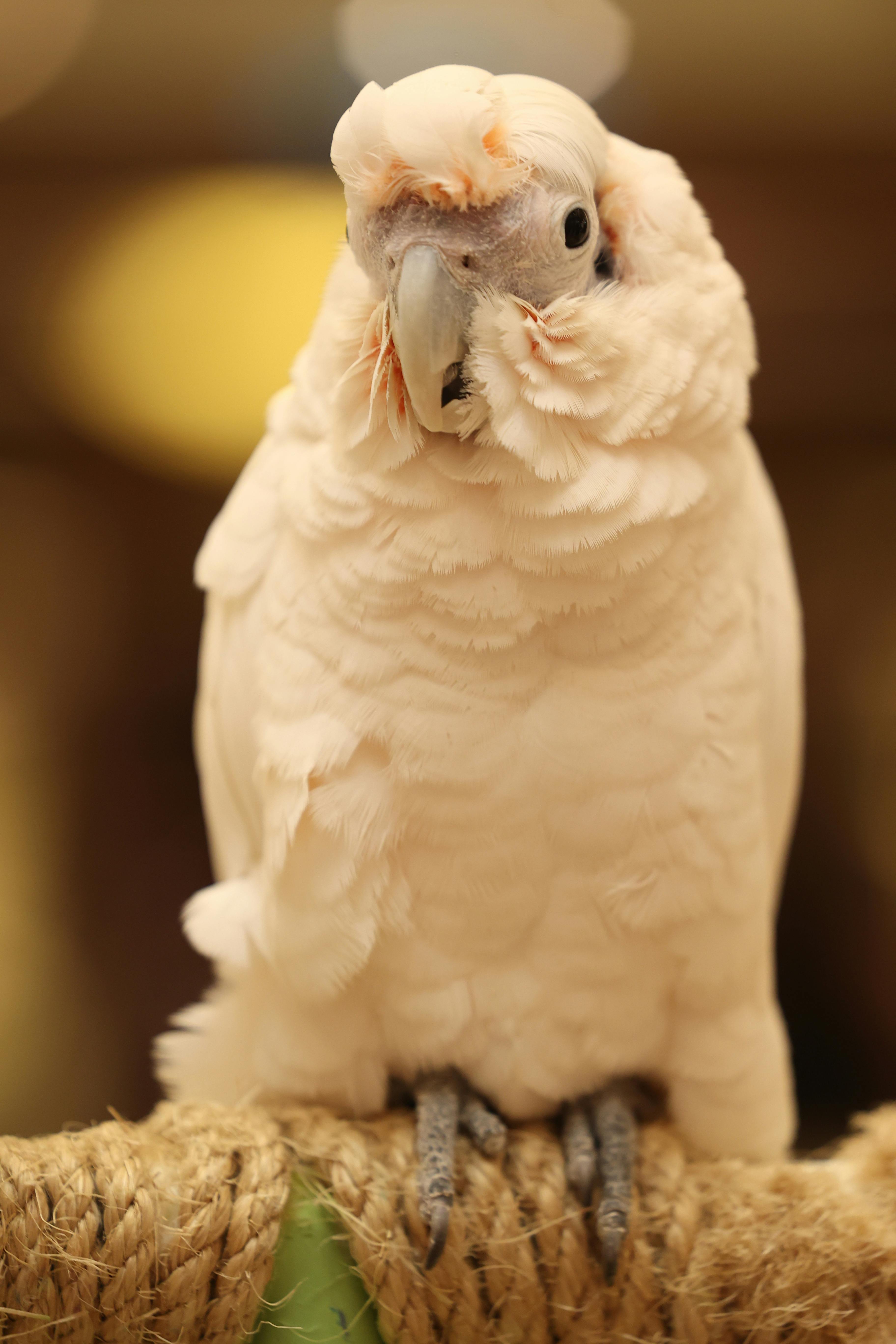 Portrait of Parrot · Free Stock Photo
